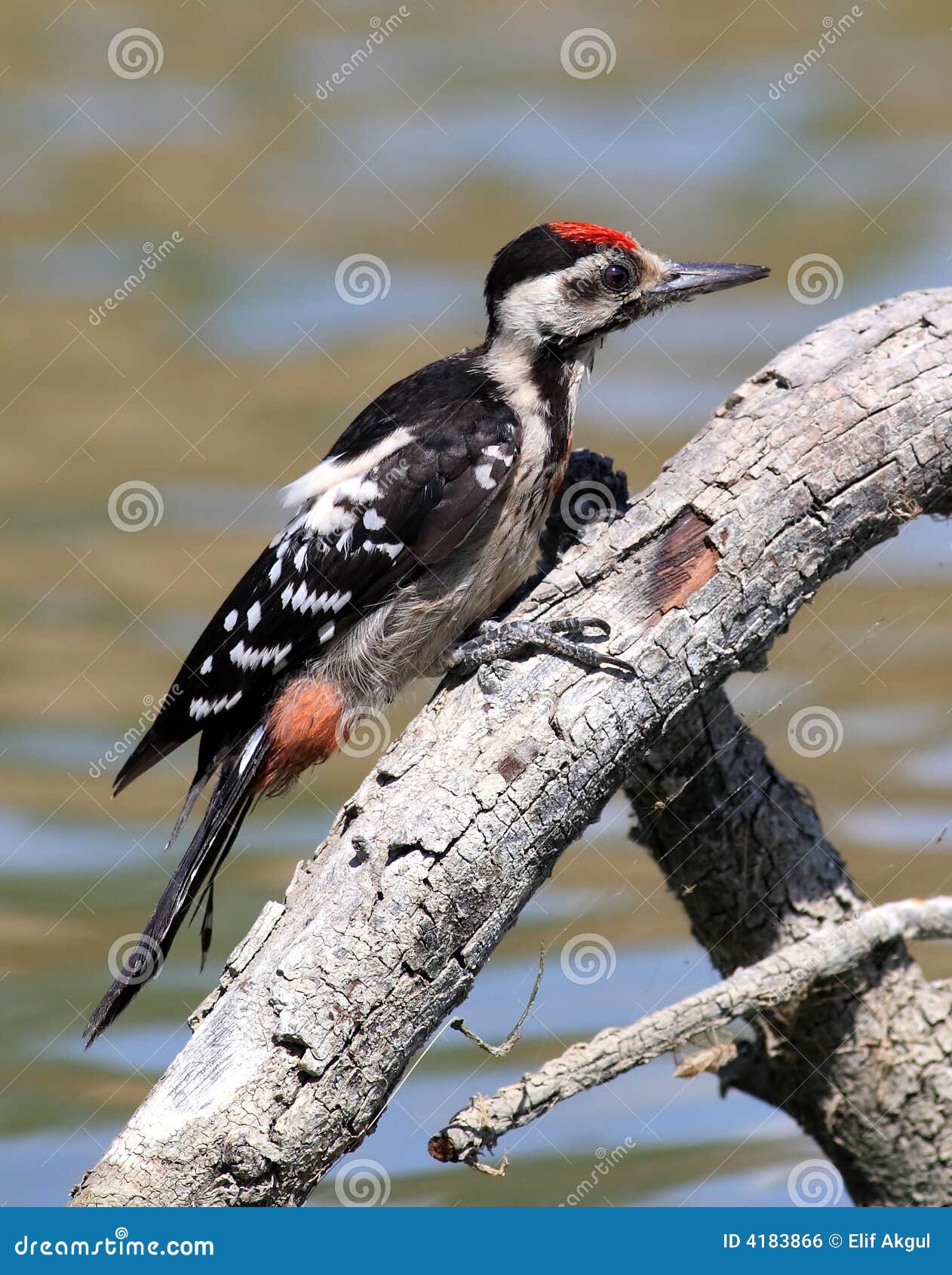 PICCHIO fotografia stock. Immagine di animale, trivello - 4183866