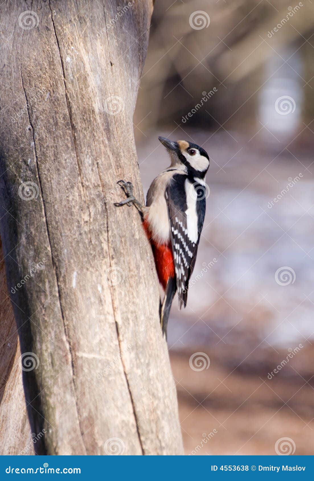 Picchio fotografia stock. Immagine di colore, ornitologia - 4553638