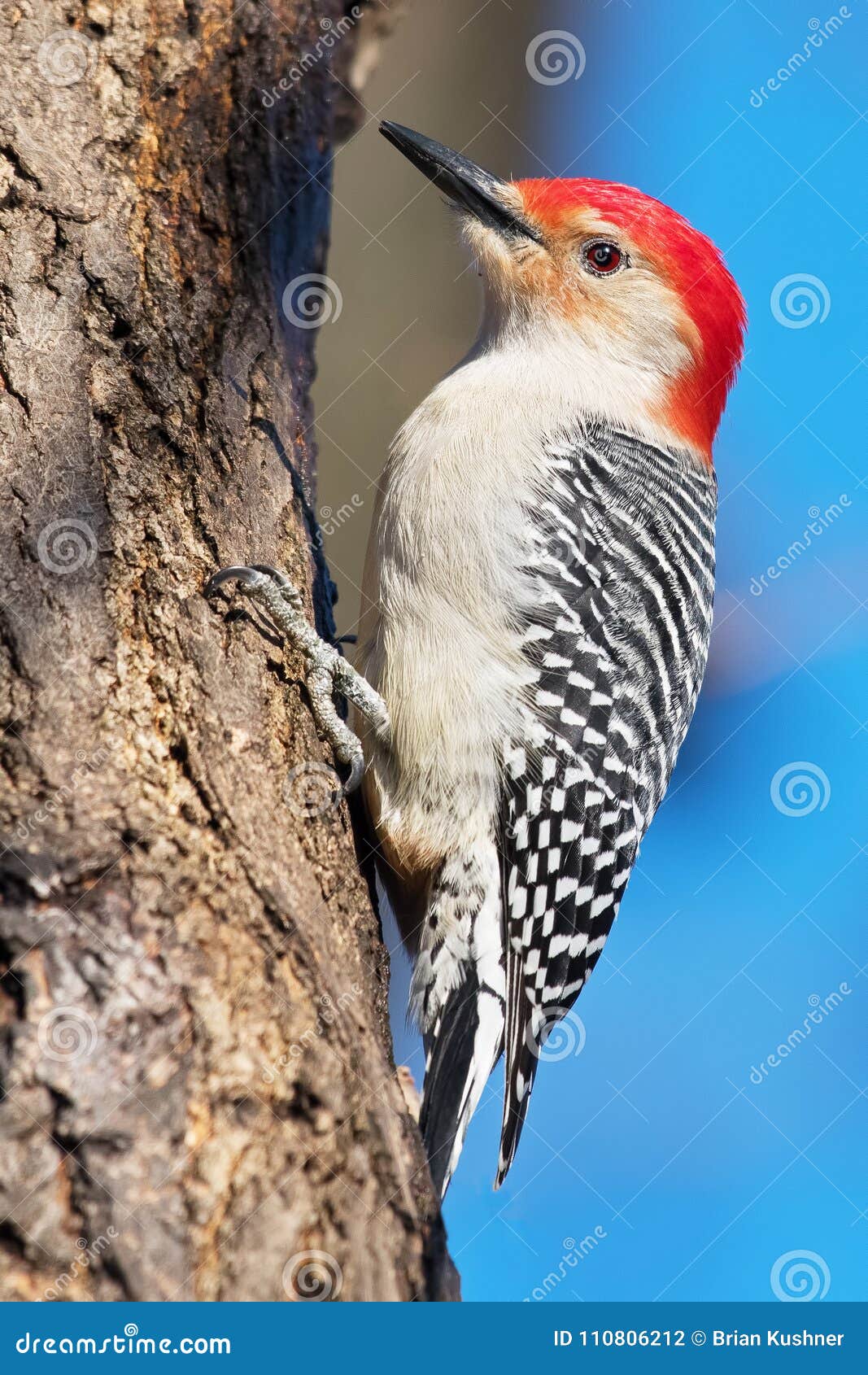 Picchio Rosso-gonfiato fotografia stock. Immagine di gonfiato - 110806212