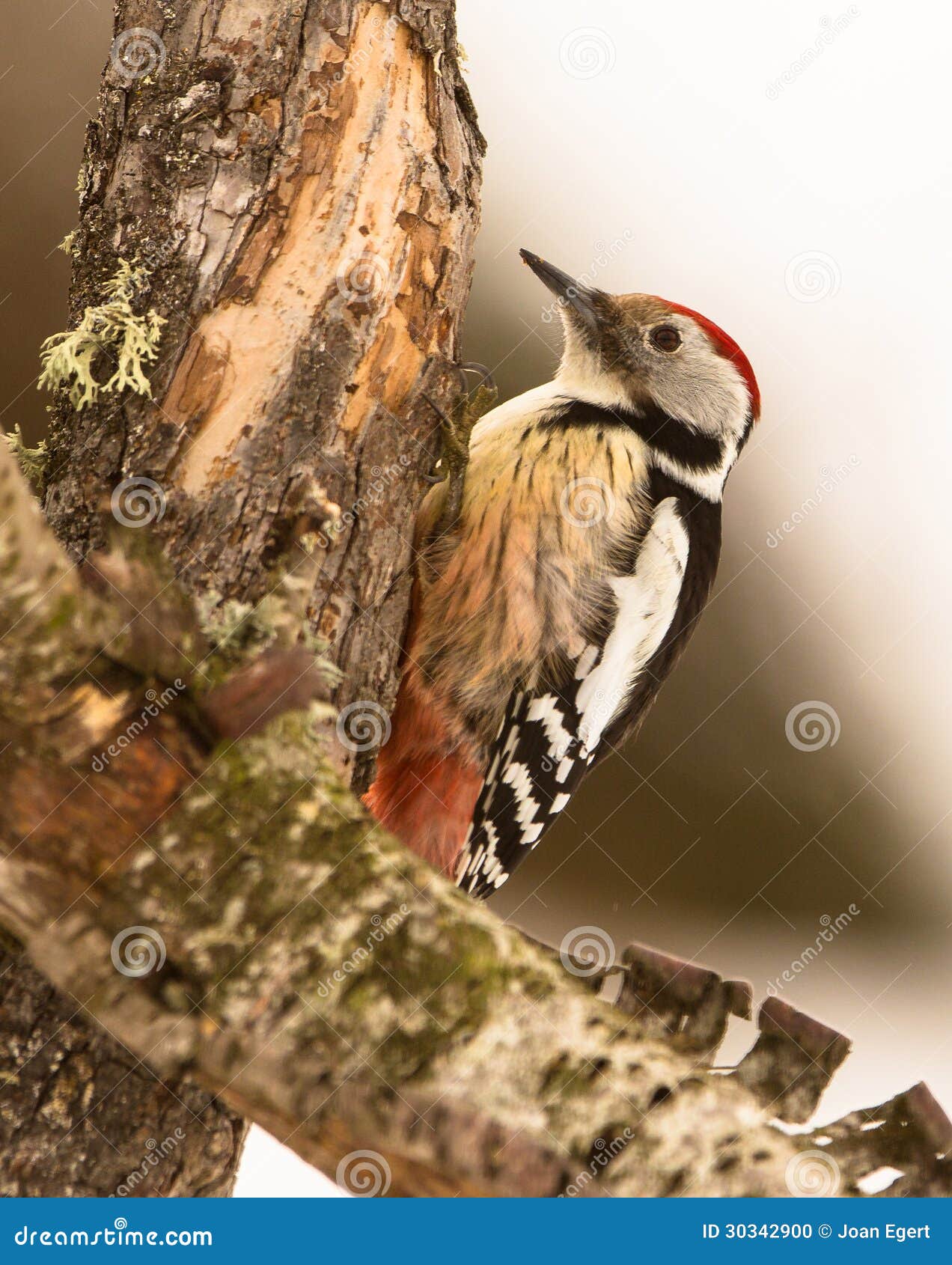 Picchio rosso mezzano fotografia stock. Immagine di particolare - 30342900