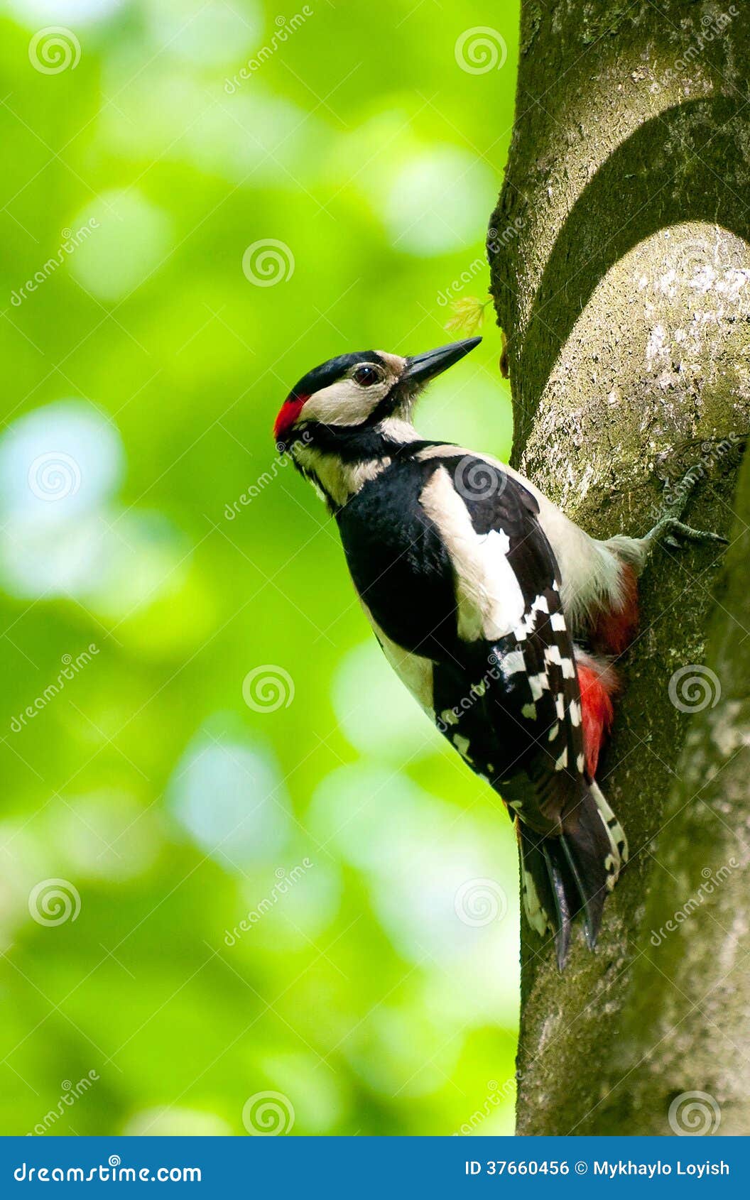 Picchio su un albero fotografia stock. Immagine di animale - 37660456