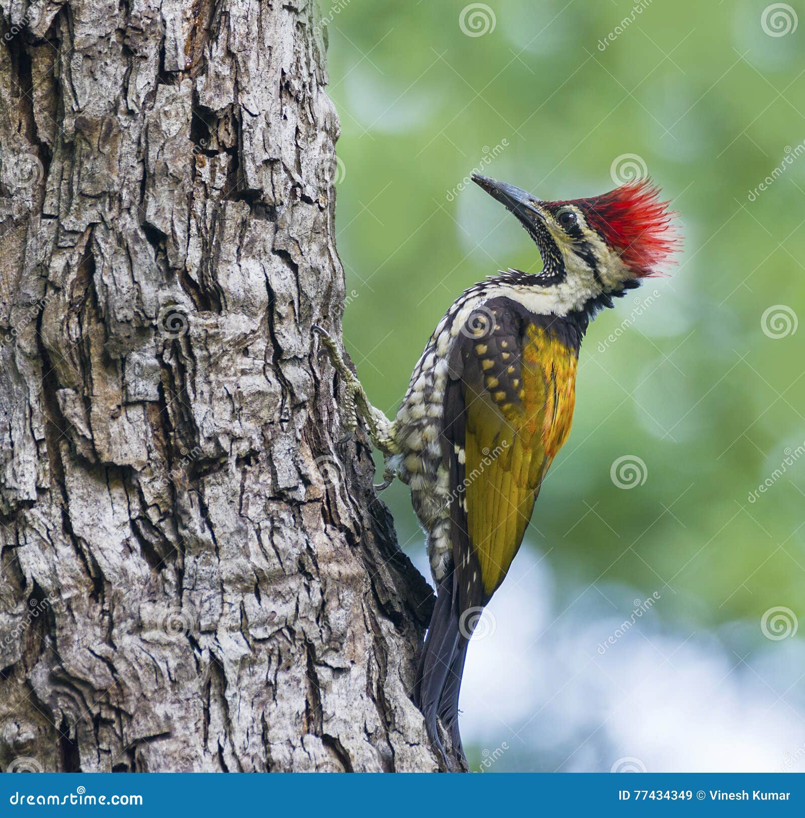 Picchio sul ramo immagine stock. Immagine di bello, comune - 77434349