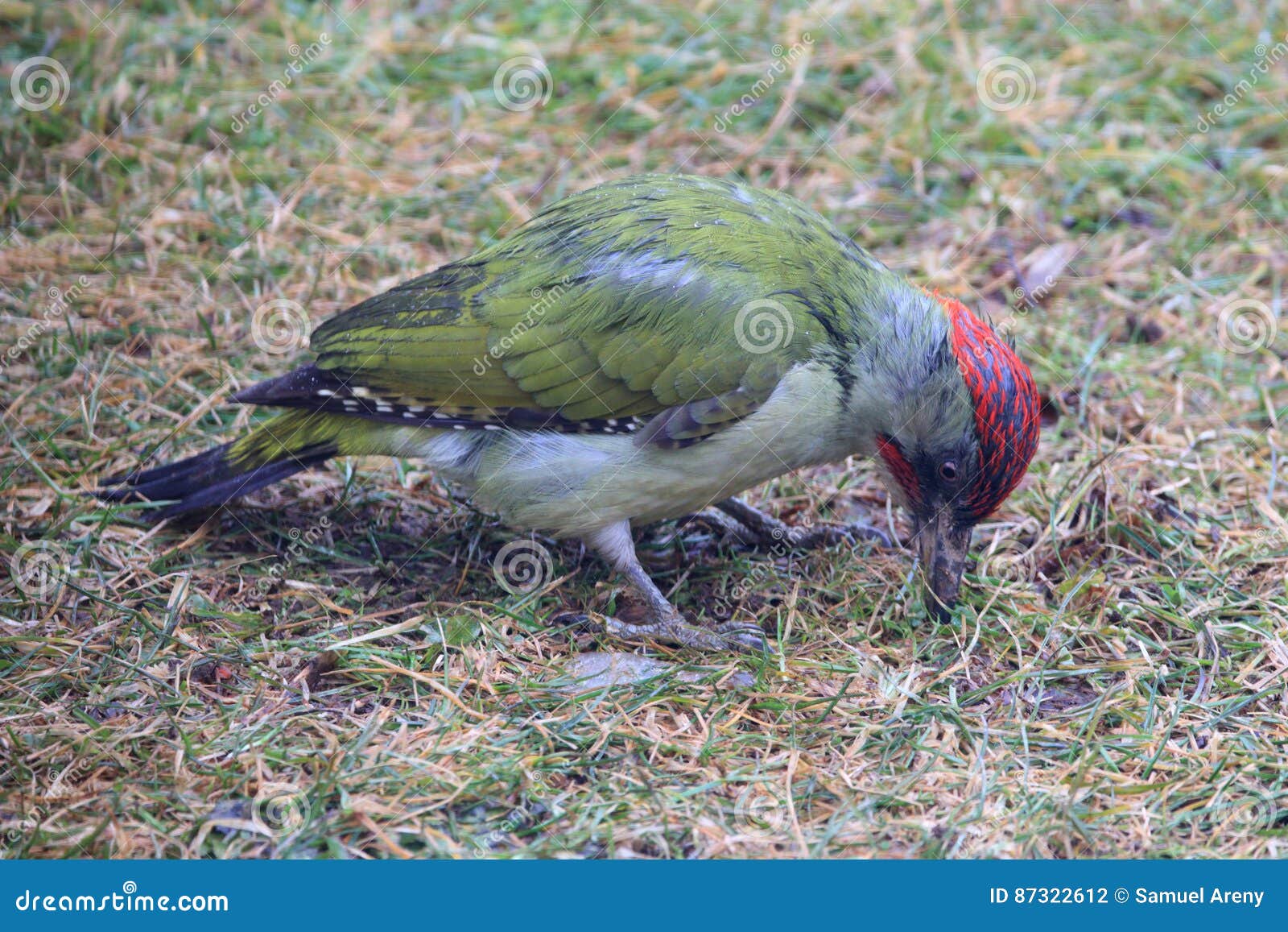 Picchio verde fotografia stock. Immagine di becco, nave - 87322612
