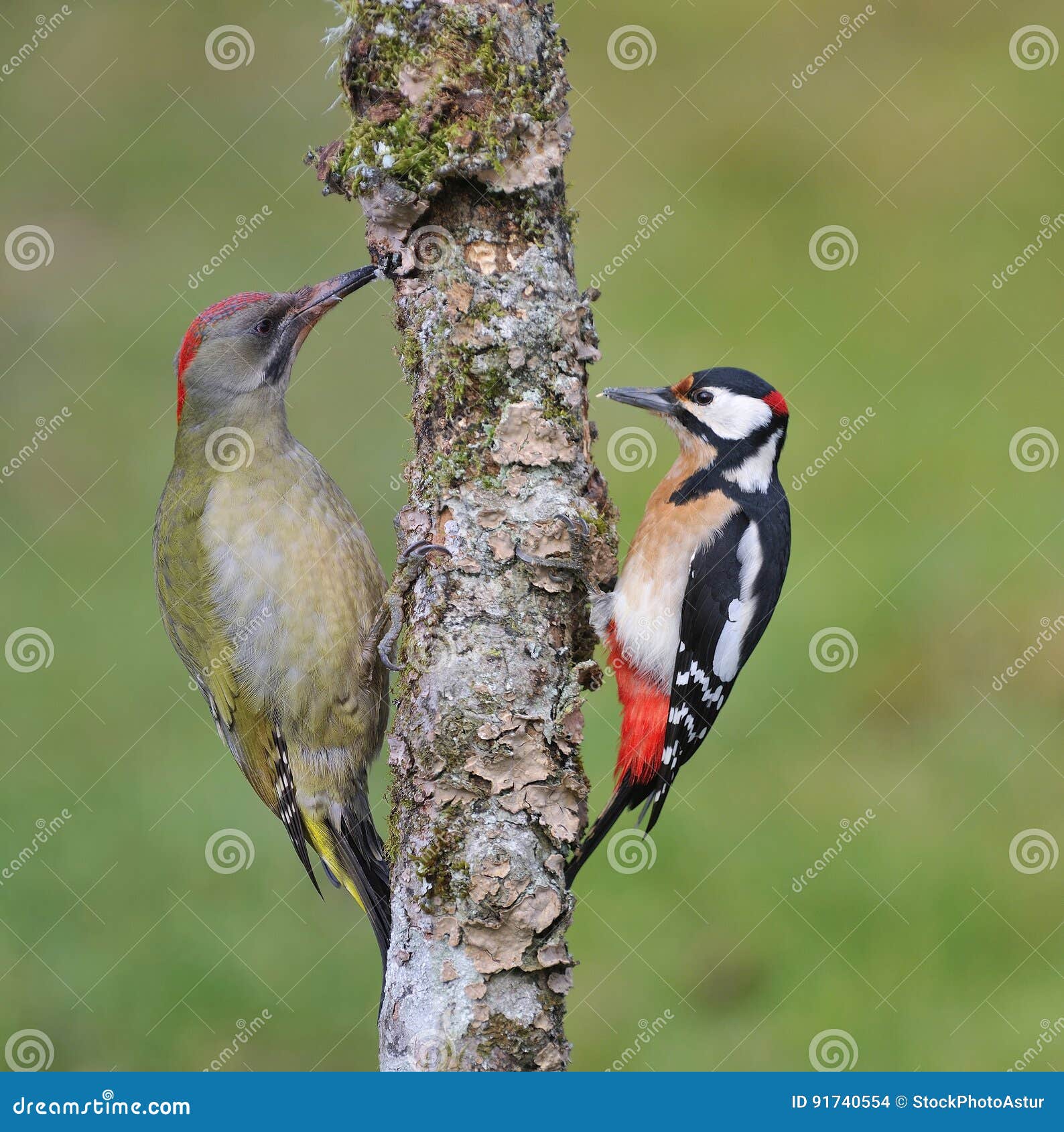 Picchio Verde E Picchio Rosso Maggiore Europei Fotografia Stock ...
