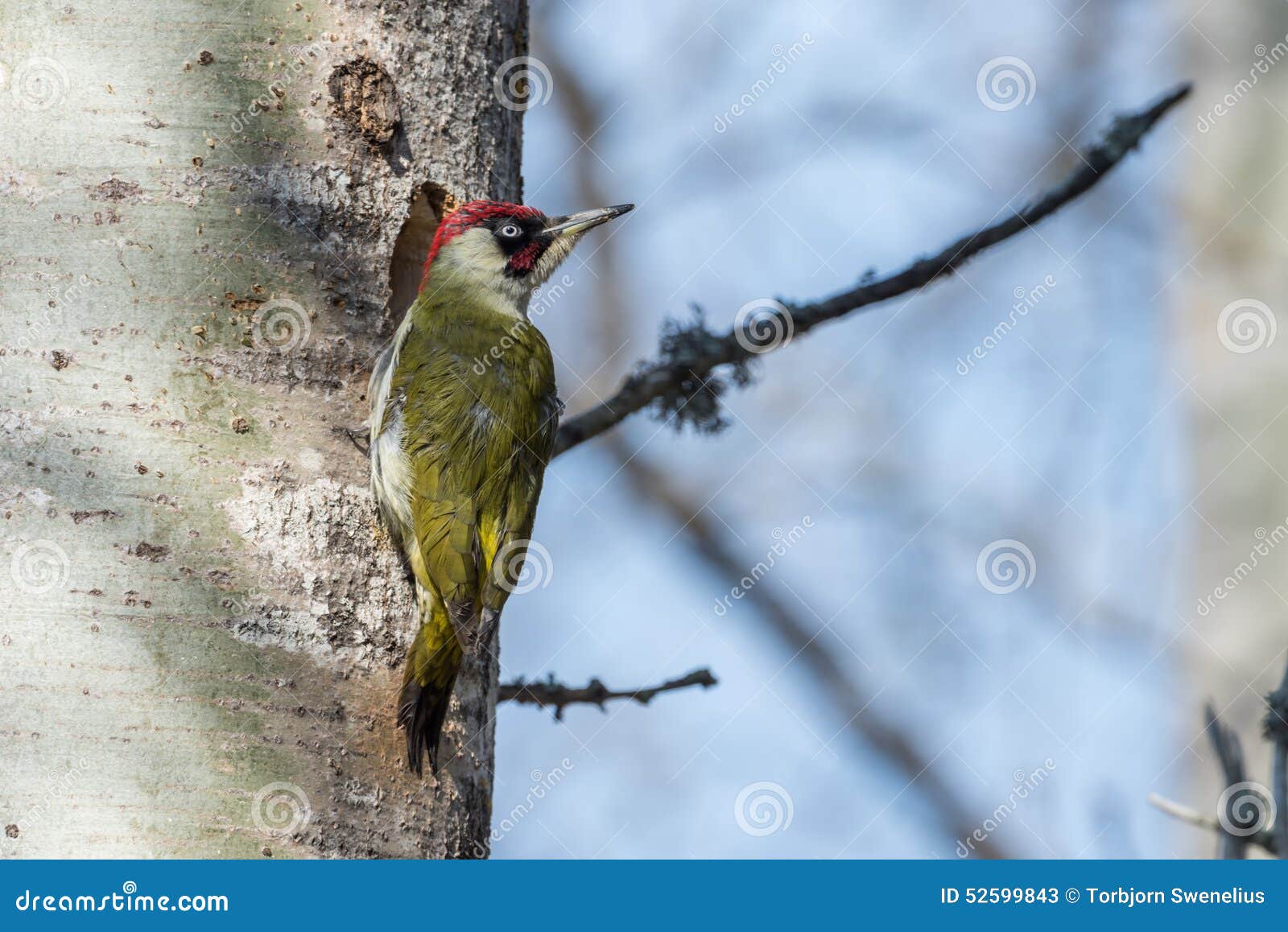 Picchio verde europeo immagine stock. Immagine di occhio - 52599843
