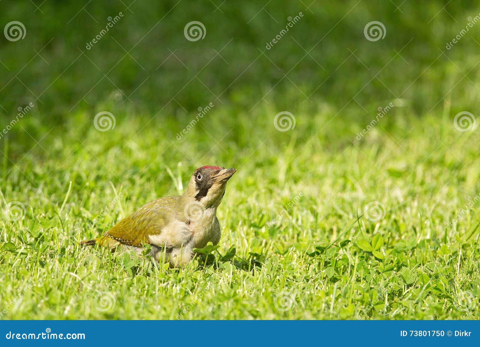 Picchio Verde Europeo (viridis Del Picus) Fotografia Stock - Immagine ...