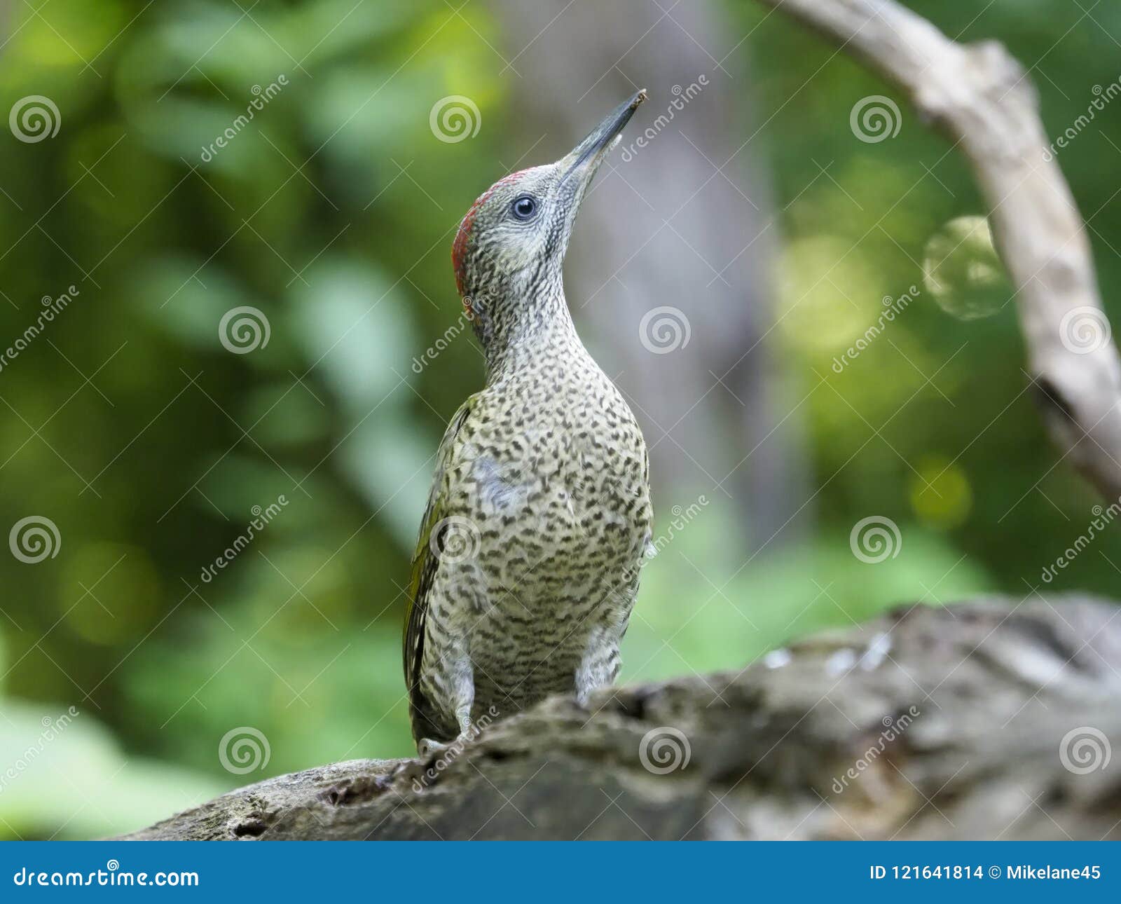 Picchio Verde, Viridis Del Picus Fotografia Stock - Immagine di europeo ...
