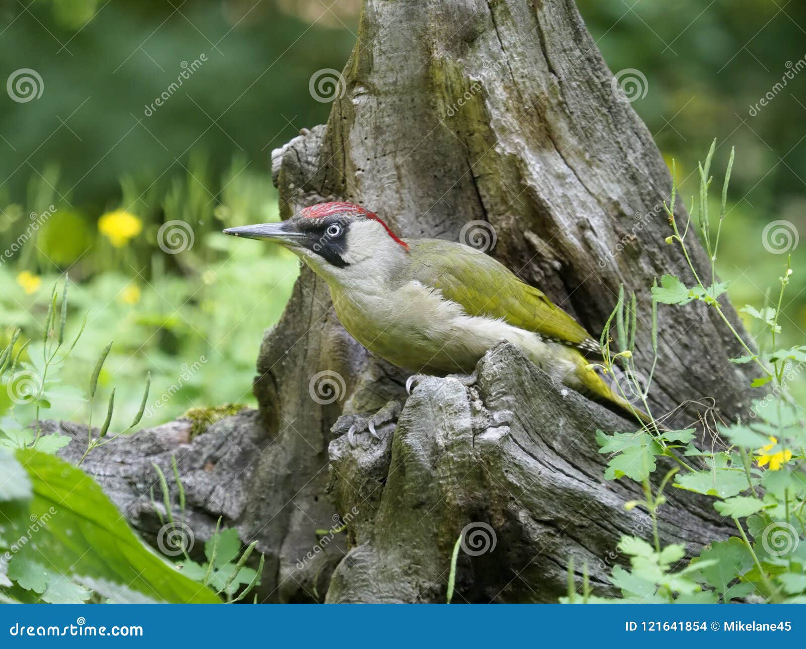 Picchio Verde, Viridis Del Picus Fotografia Stock - Immagine di ...