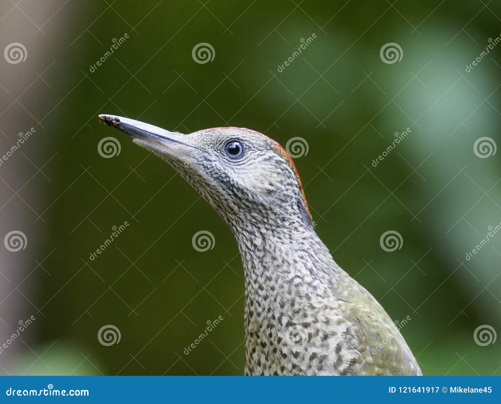 Picchio Verde, Viridis Del Picus Immagine Stock - Immagine di inglese ...