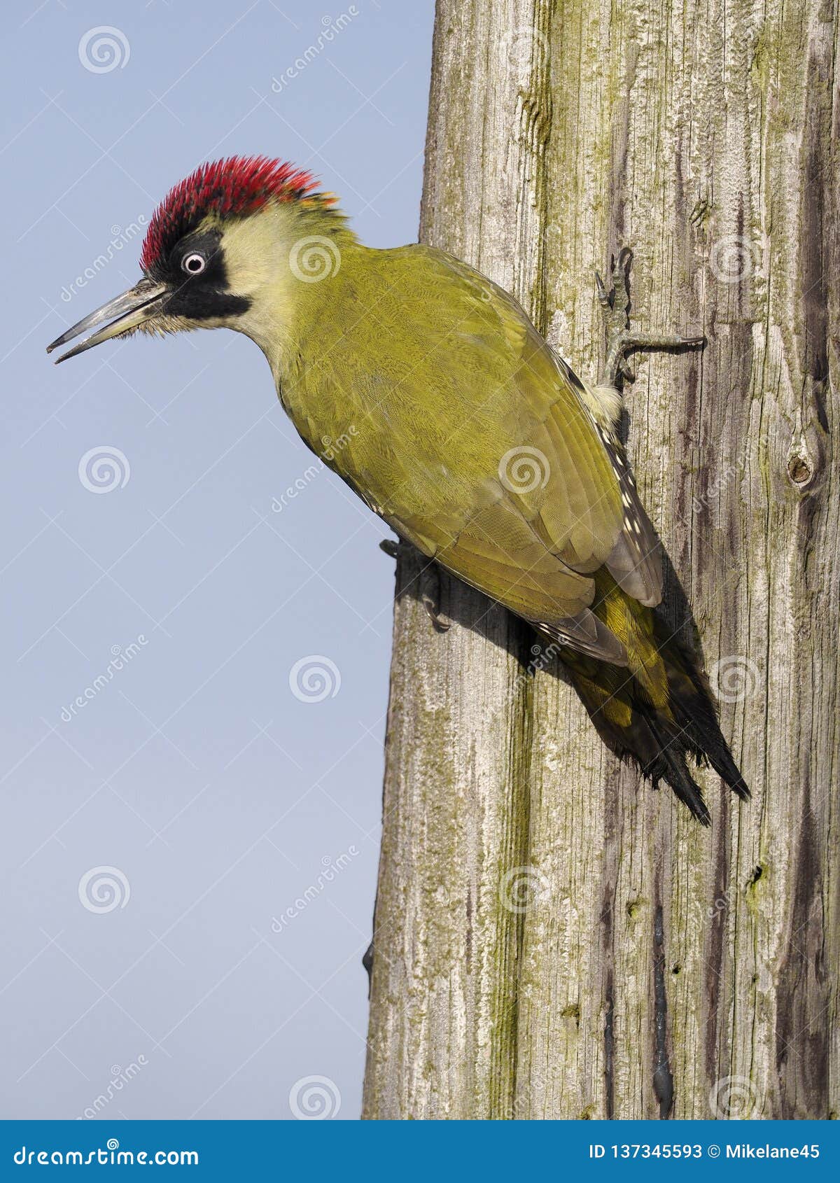 Picchio Verde, Viridis Del Picus Immagine Stock - Immagine di animale ...