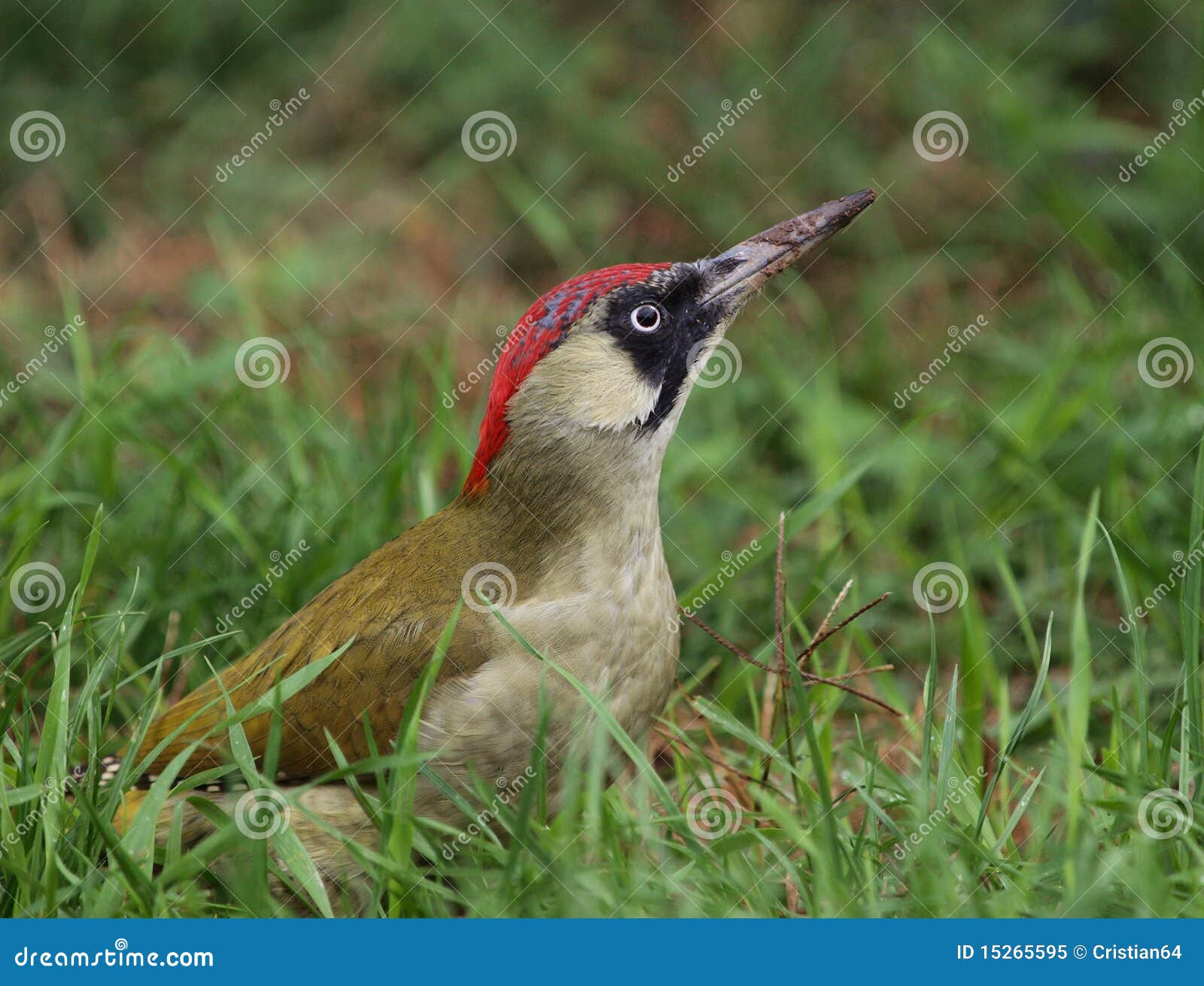 Picchio Verde (viridis Del Picus) Immagine Stock - Immagine di natura ...