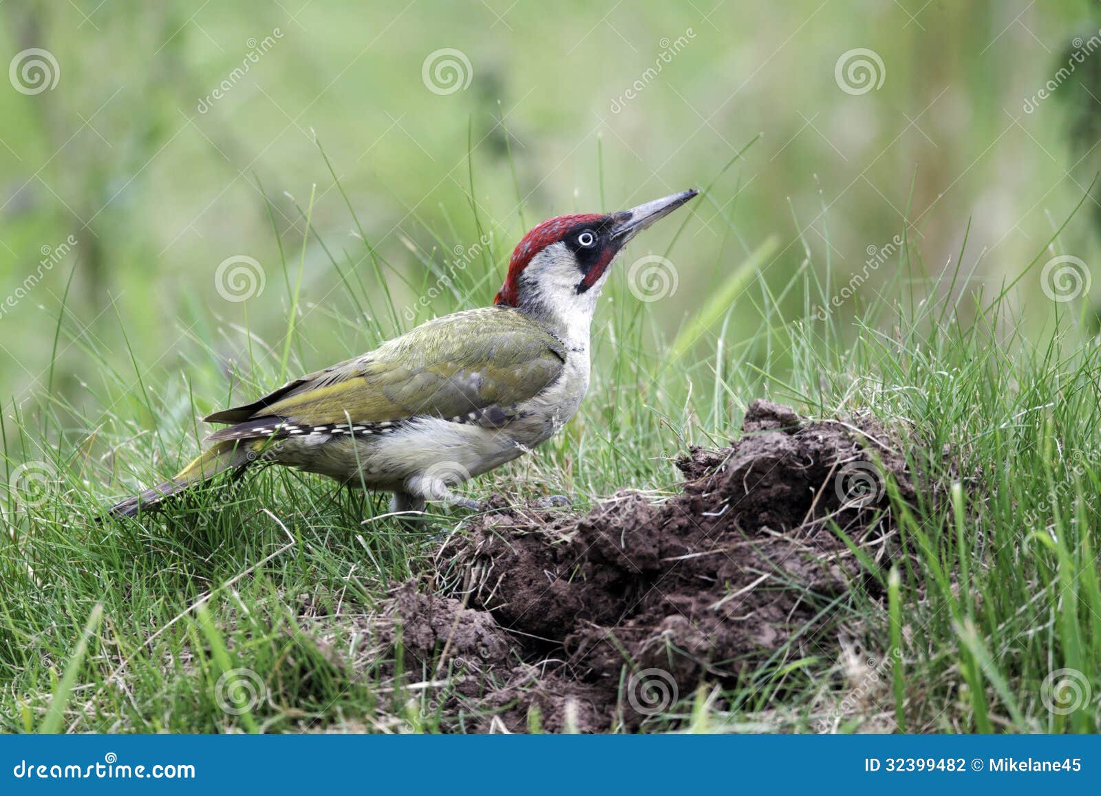 Picchio Verde, Viridis Del Picus Fotografia Stock - Immagine di foresta ...