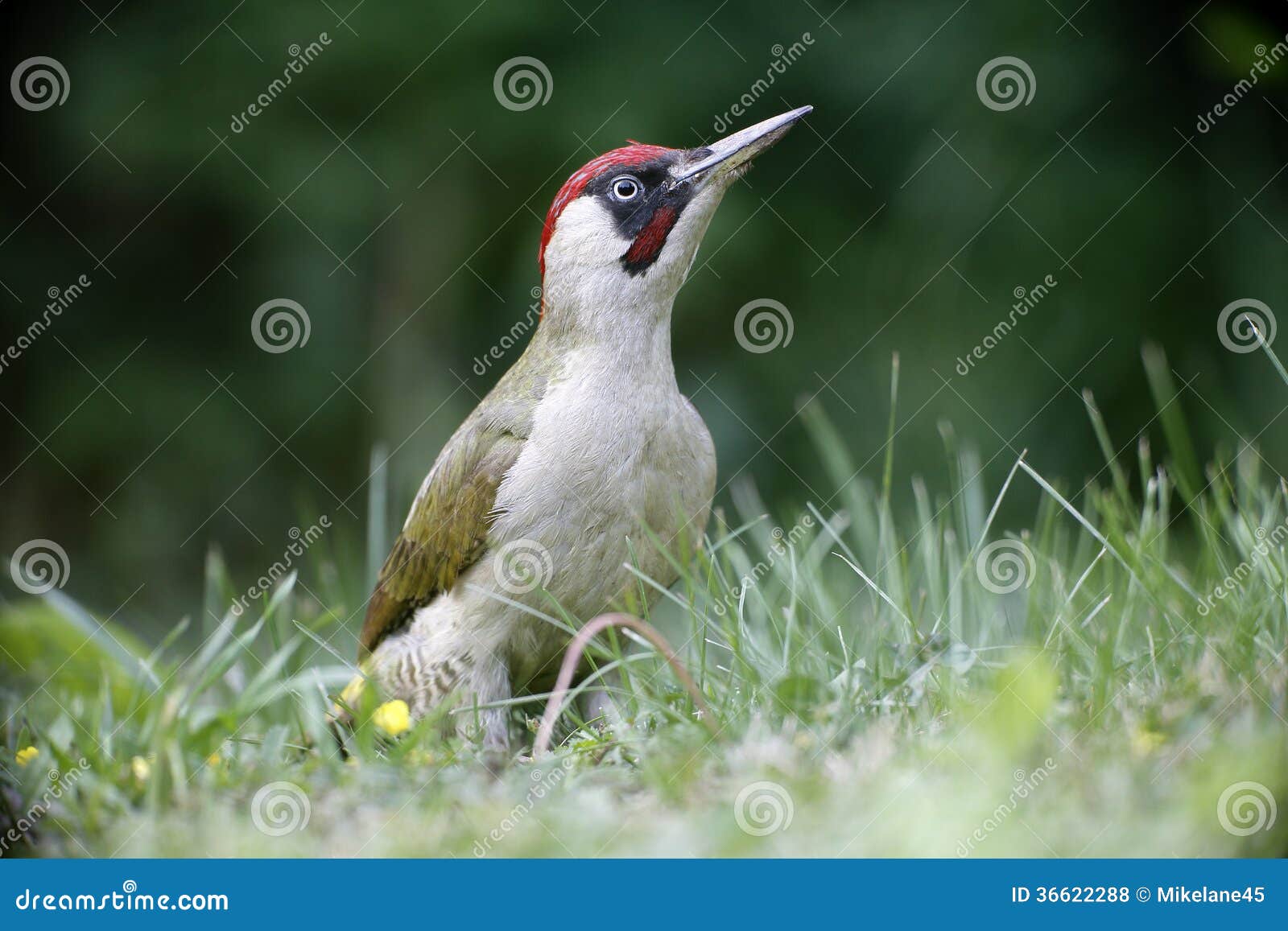 Picchio Verde, Viridis Del Picus Fotografia Stock - Immagine di natura ...