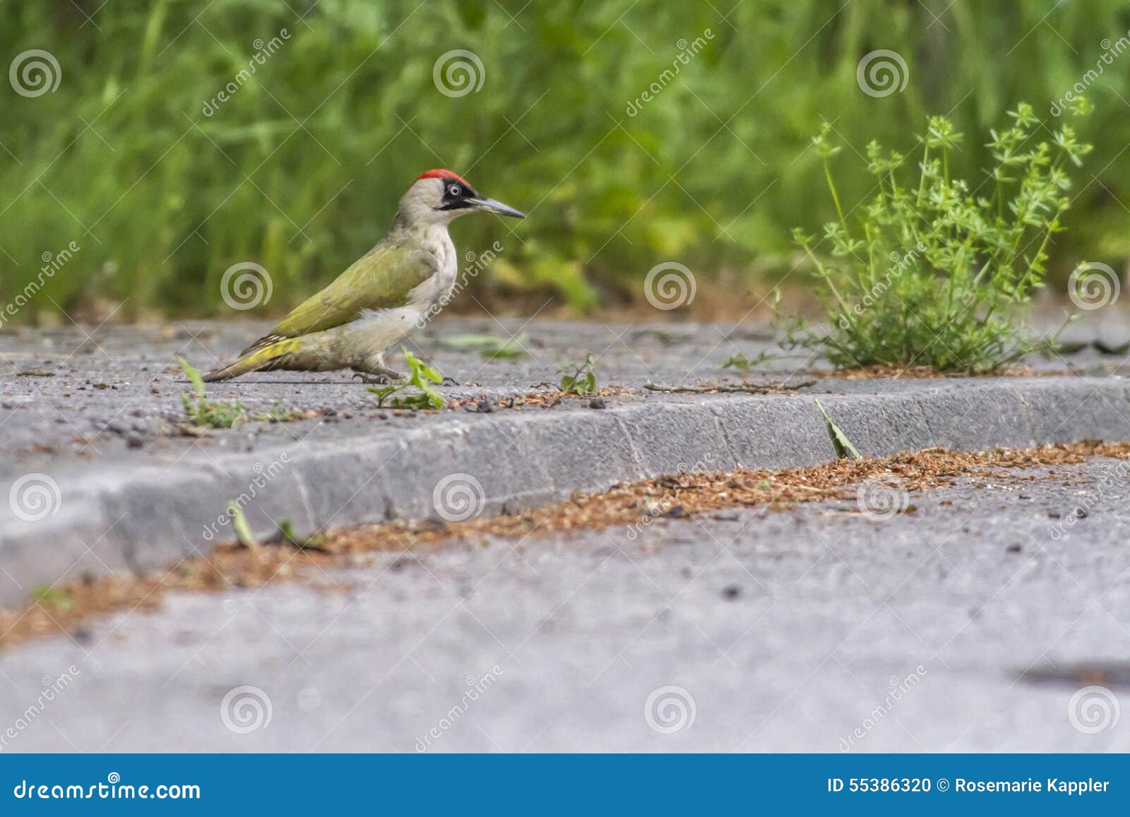 Picchio Verde (viridis Del Picus) Fotografia Stock - Immagine di natura ...