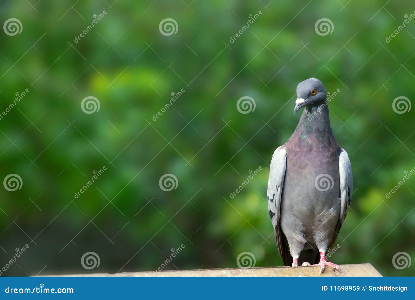 Piccione immagine stock. Immagine di singolo, parco, piuma - 11698959