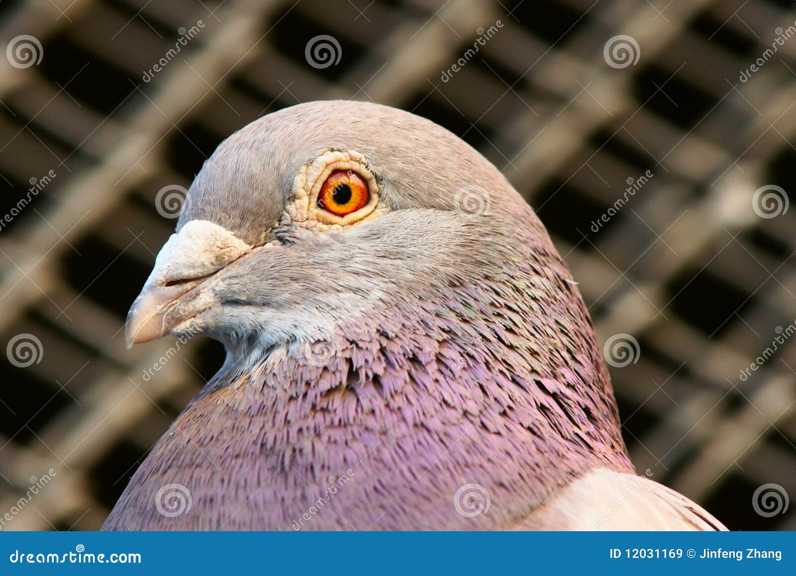 Piccione immagine stock. Immagine di piccione, occhio - 12031169