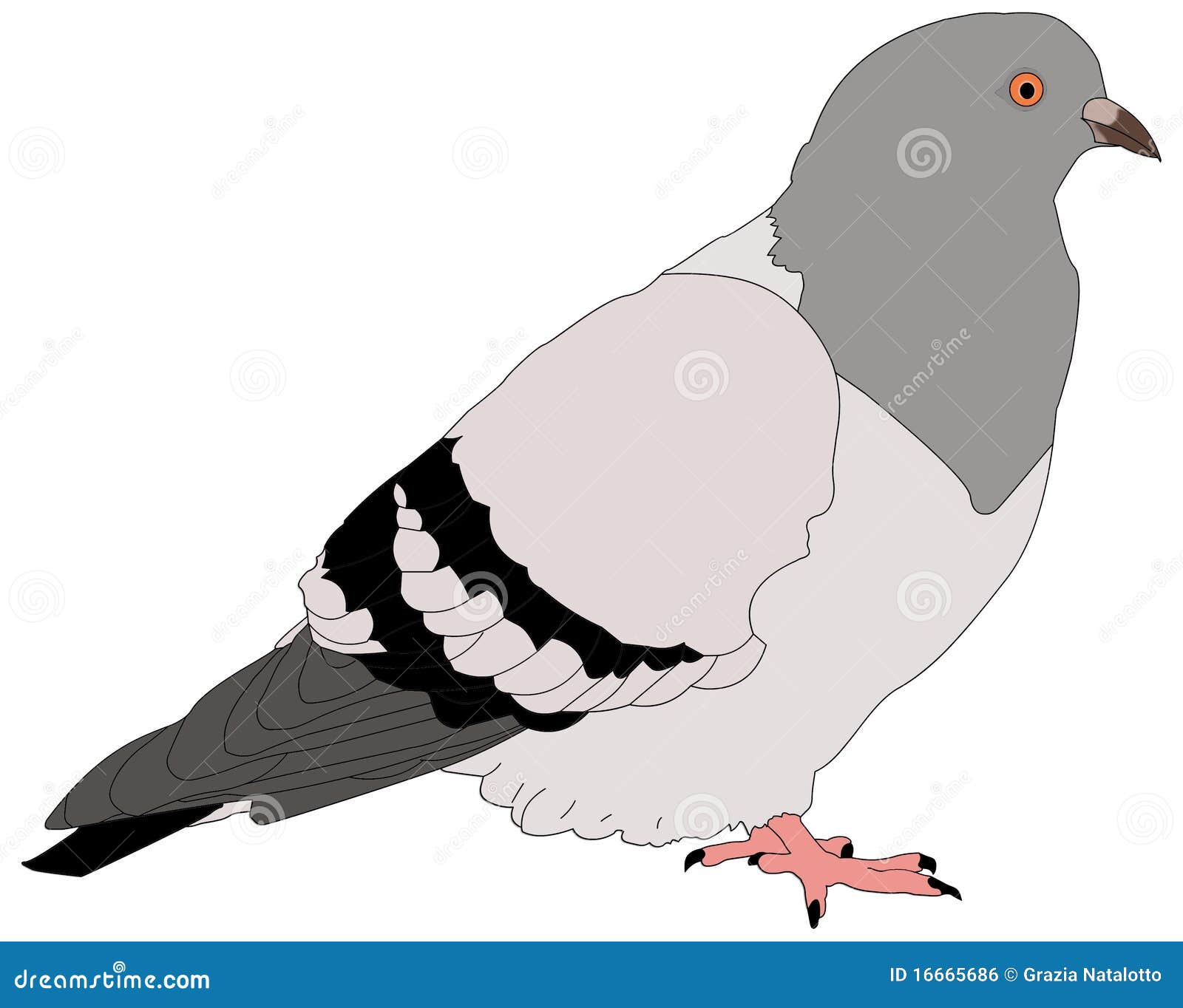 Piccione illustrazione di stock. Illustrazione di animale - 16665686