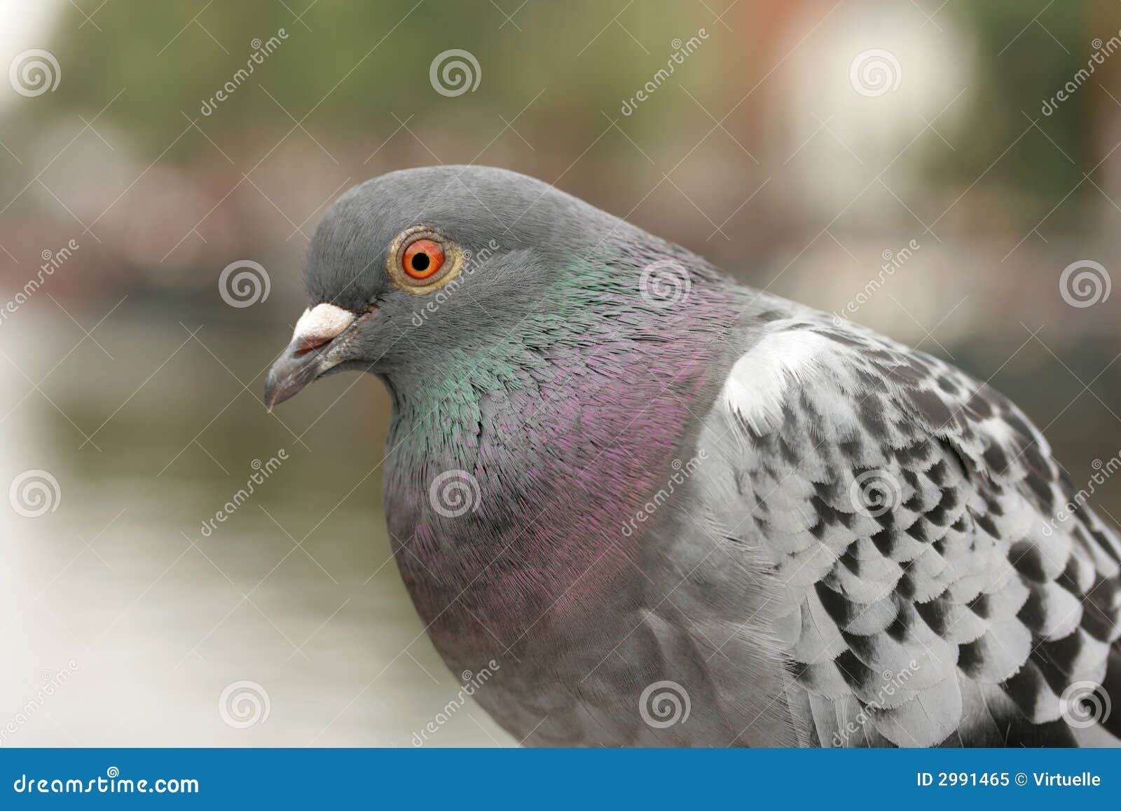 Piccione immagine stock. Immagine di selvaggio, piume - 2991465