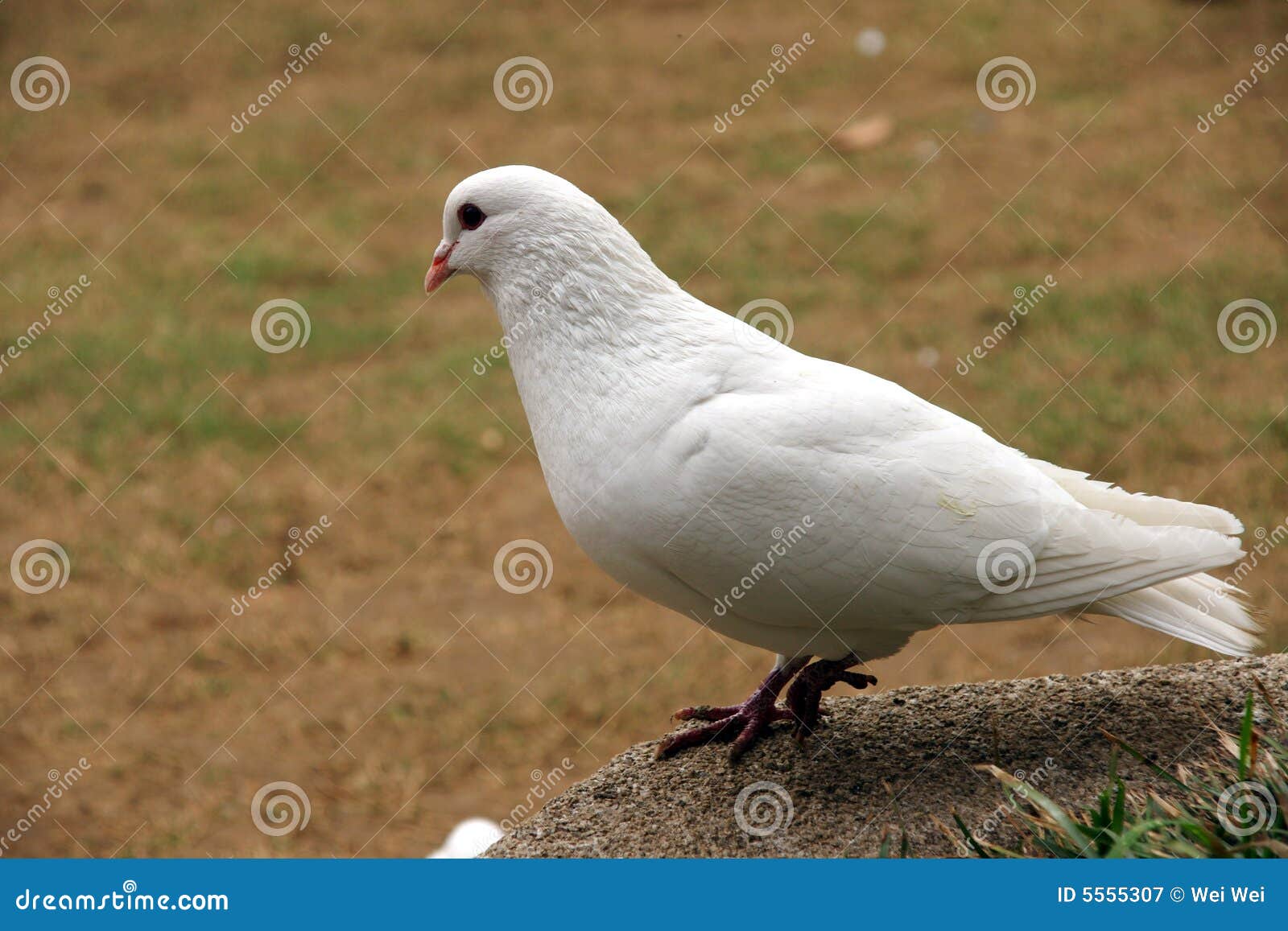 Piccione immagine stock. Immagine di bianco, lato, profilo - 5555307
