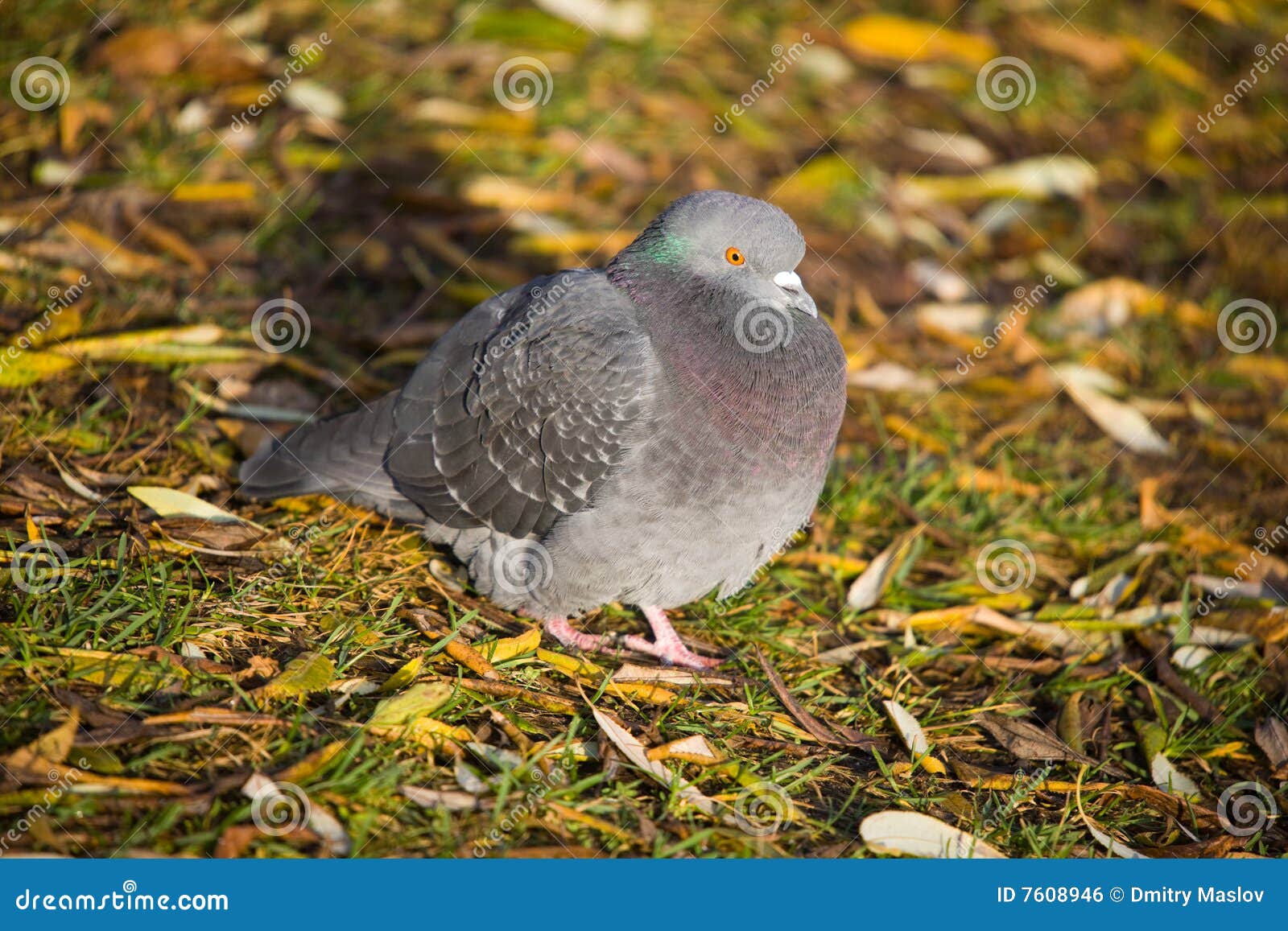 Piccione fotografia stock. Immagine di piuma, colore, becco - 7608946