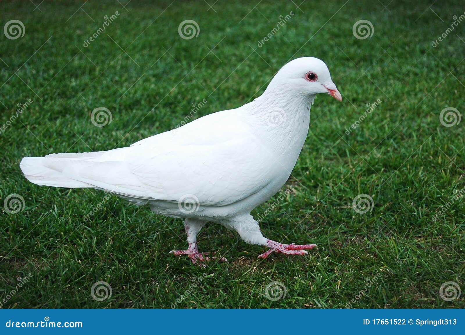 Piccione bianco fotografia stock. Immagine di reale, religioso - 17651522