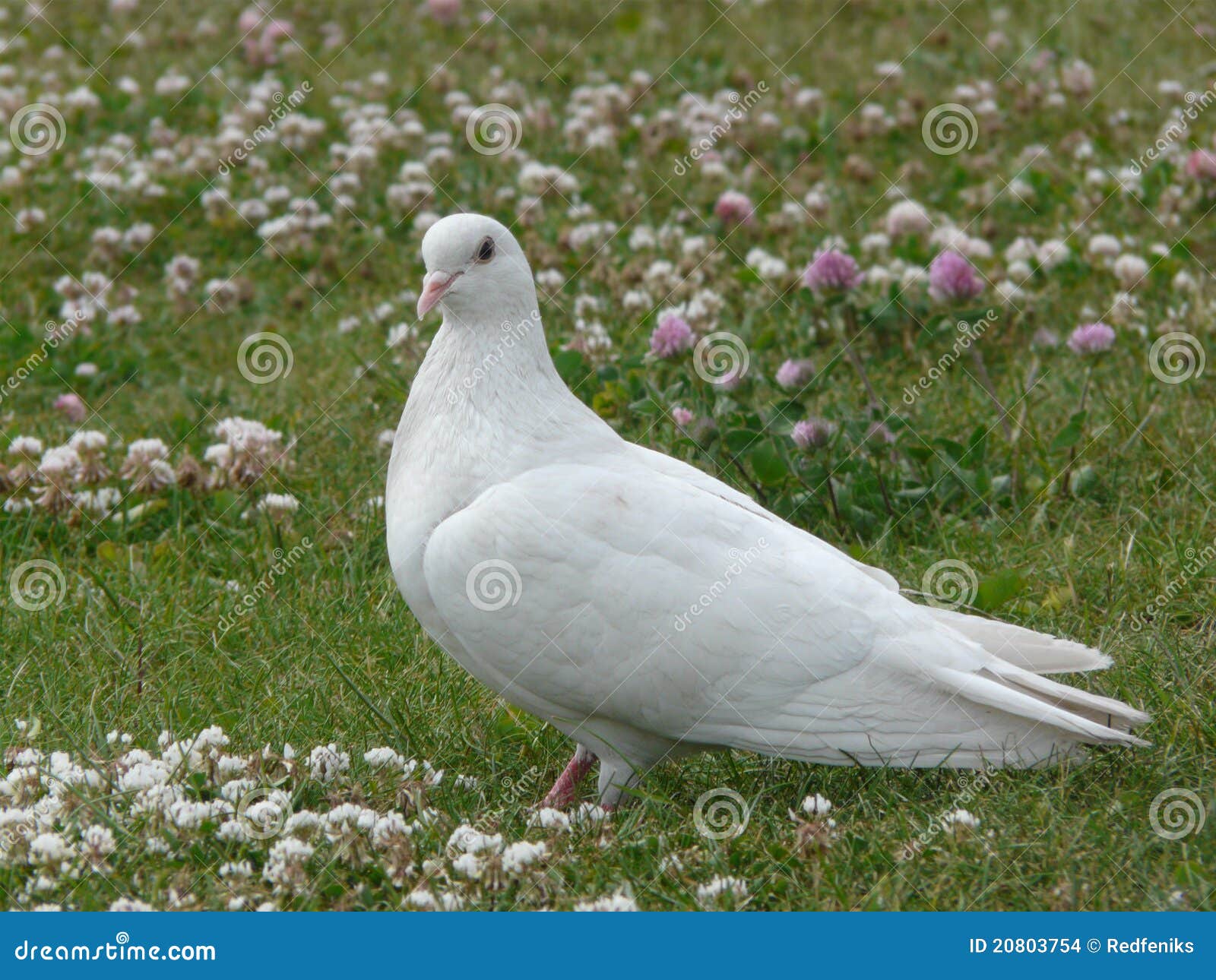 Piccione bianco fotografia stock. Immagine di terra, animale - 20803754