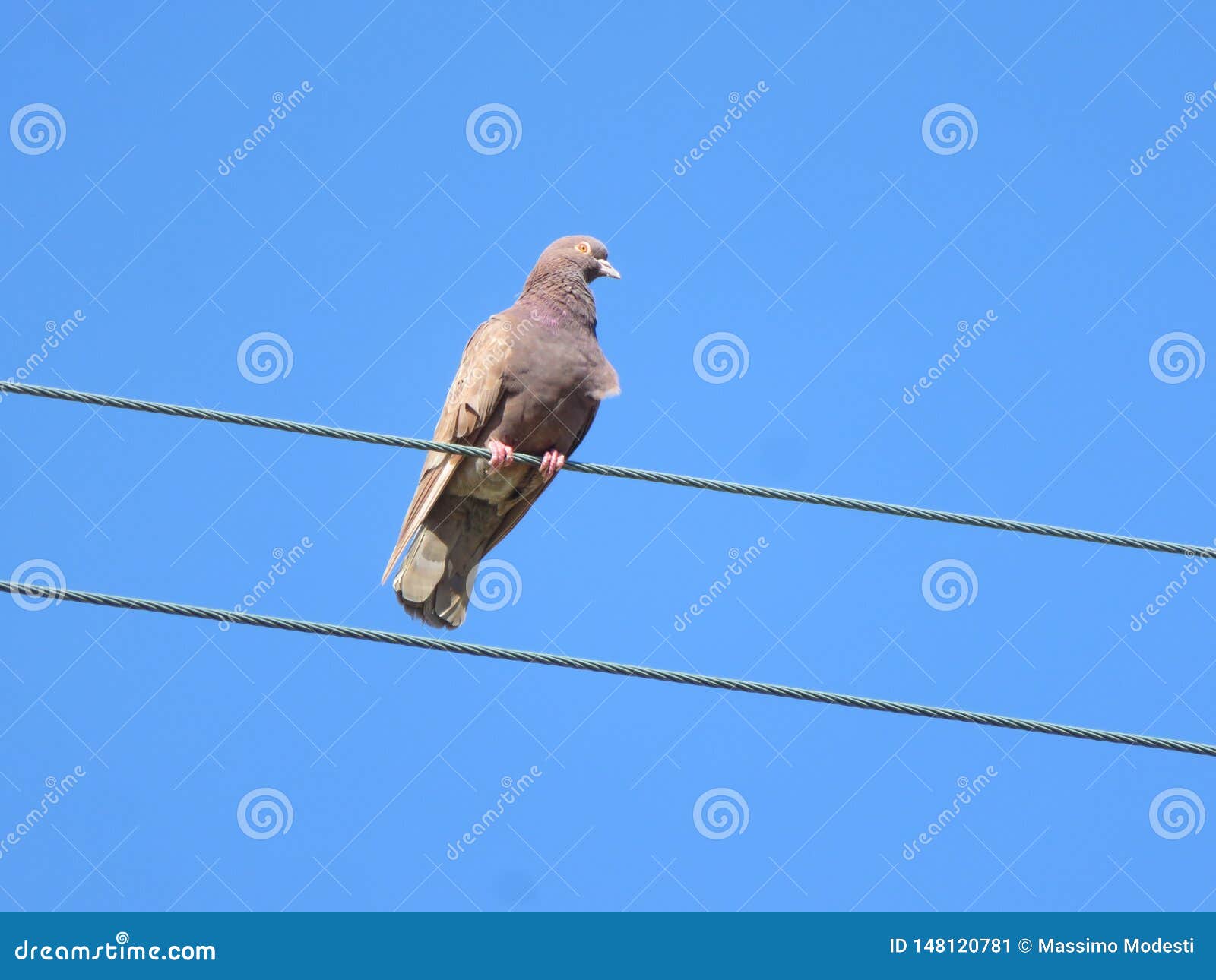 Piccione comune stock image. Image of natural, numerous - 148120781