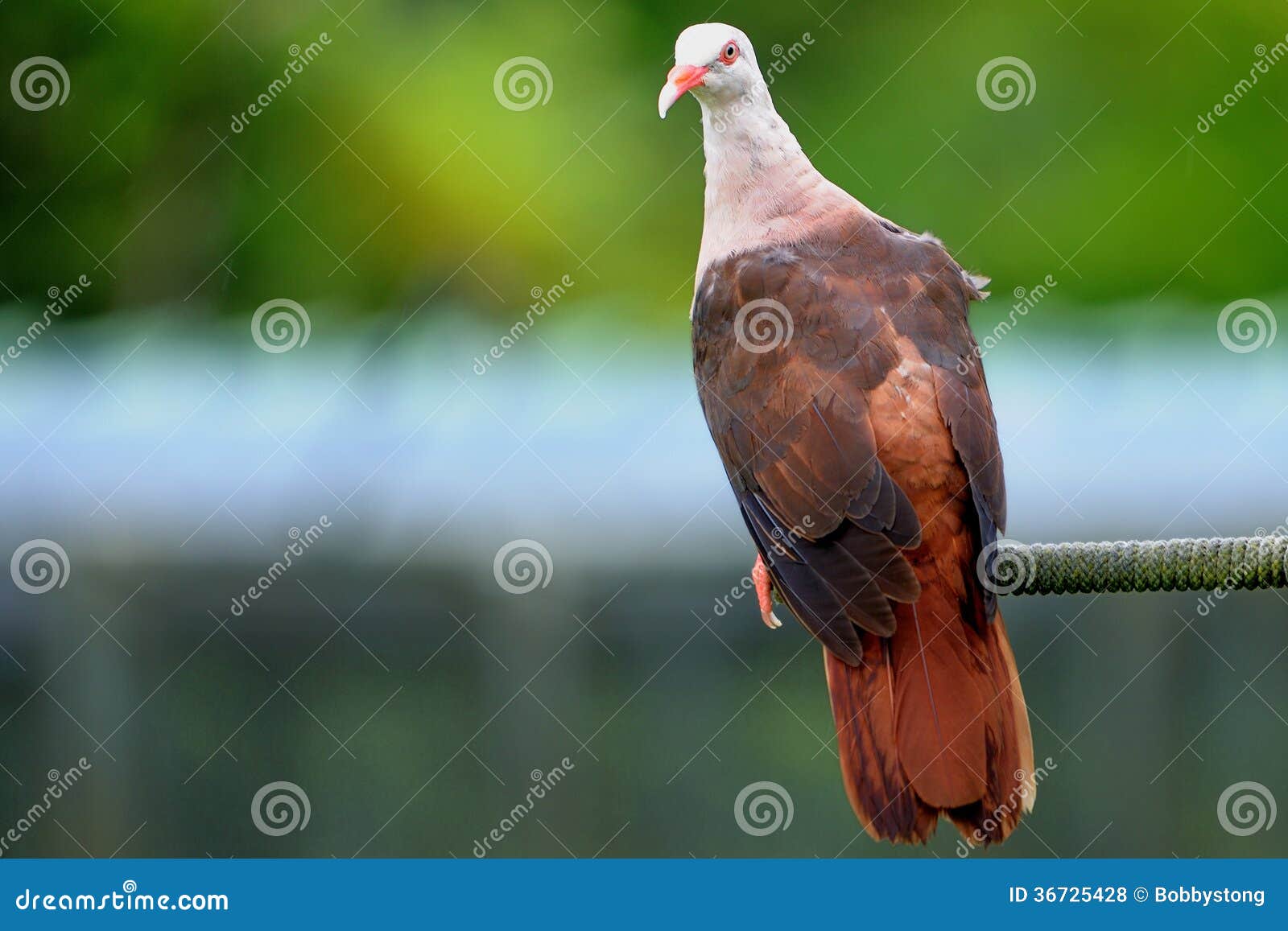 Piccione rosa fotografia stock. Immagine di specie, estinzione - 36725428