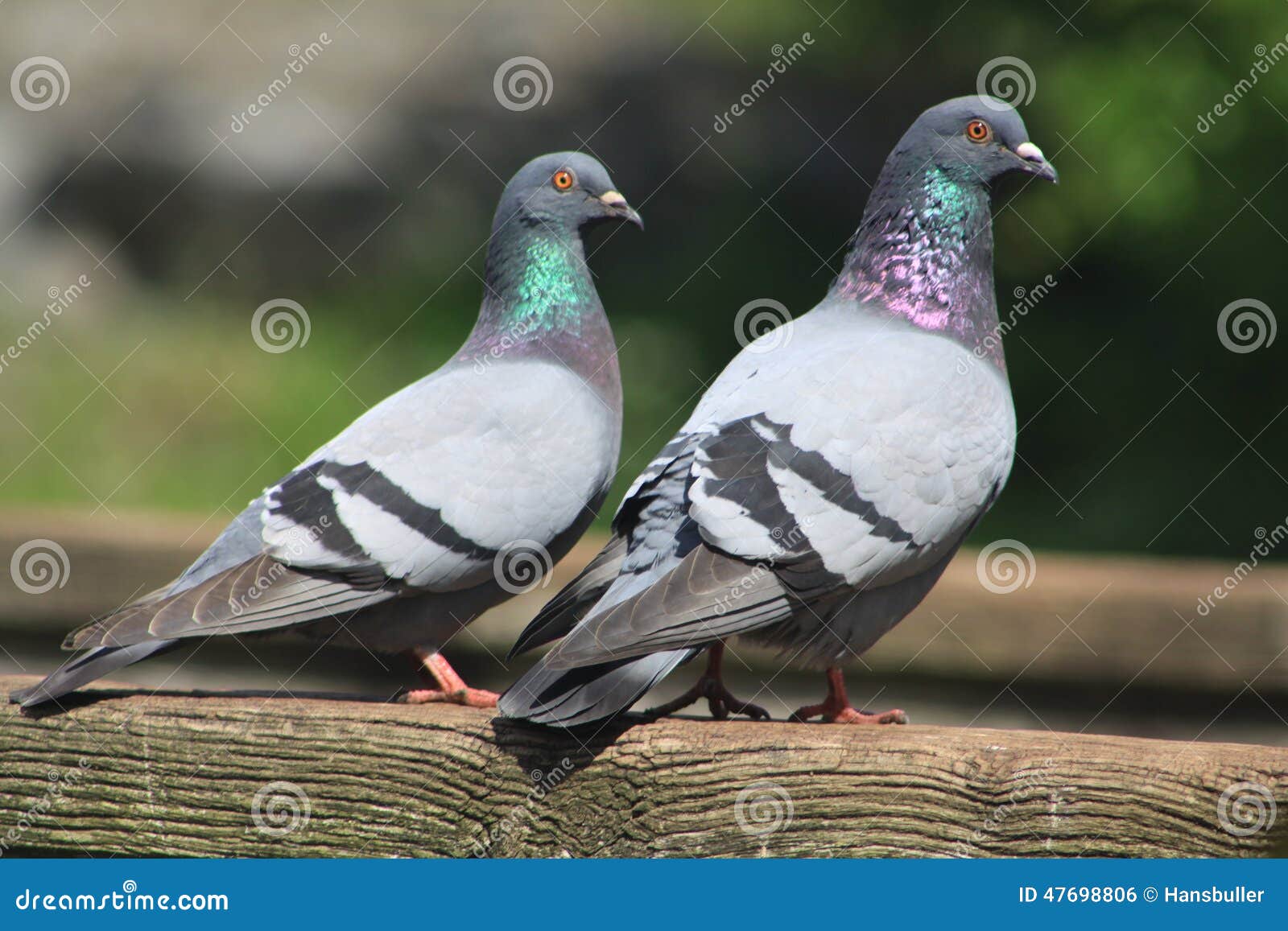 Piccione selvatico fotografia stock. Immagine di colore - 47698806