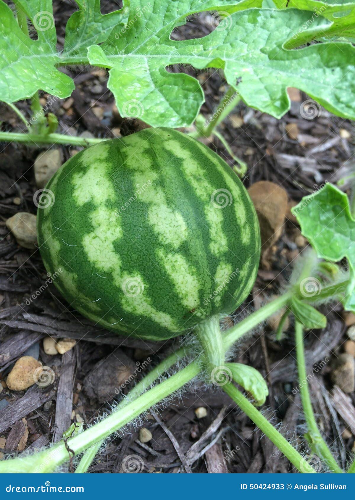 Piccola Anguria Che Cresce Sulla Vite Immagine Stock - Immagine di ...