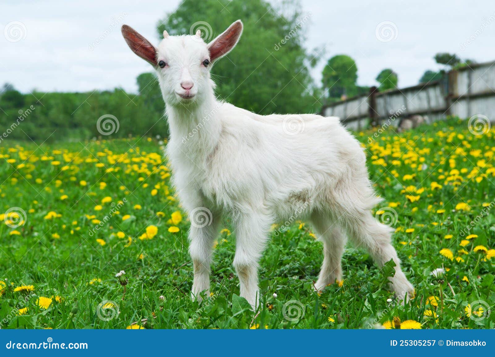 Piccola capra bianca immagine stock. Immagine di esterno - 25305257