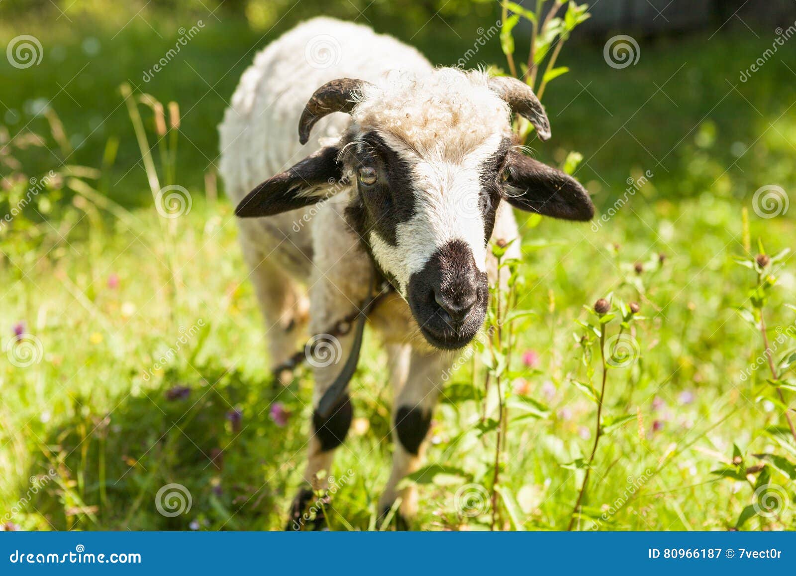 Piccola Capra Che Pasce Nel Campo Immagine Stock - Immagine di ...