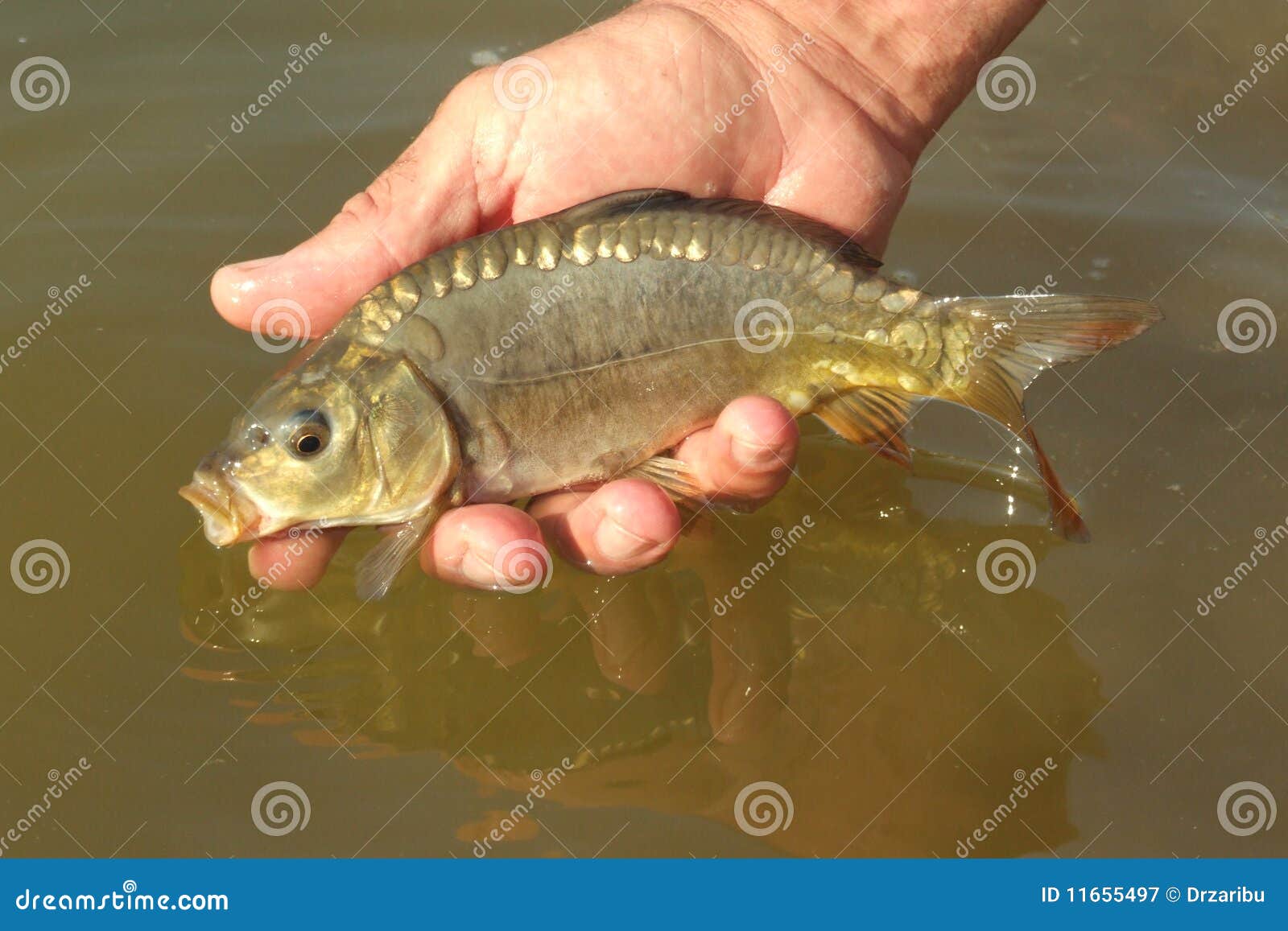 Piccola carpa immagine stock. Immagine di esterno, agganciato - 11655497