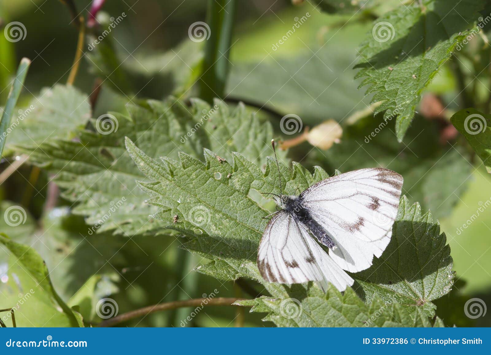 Piccola Farfalla Bianca (pieris Rapae) Fotografia Stock - Immagine di ...