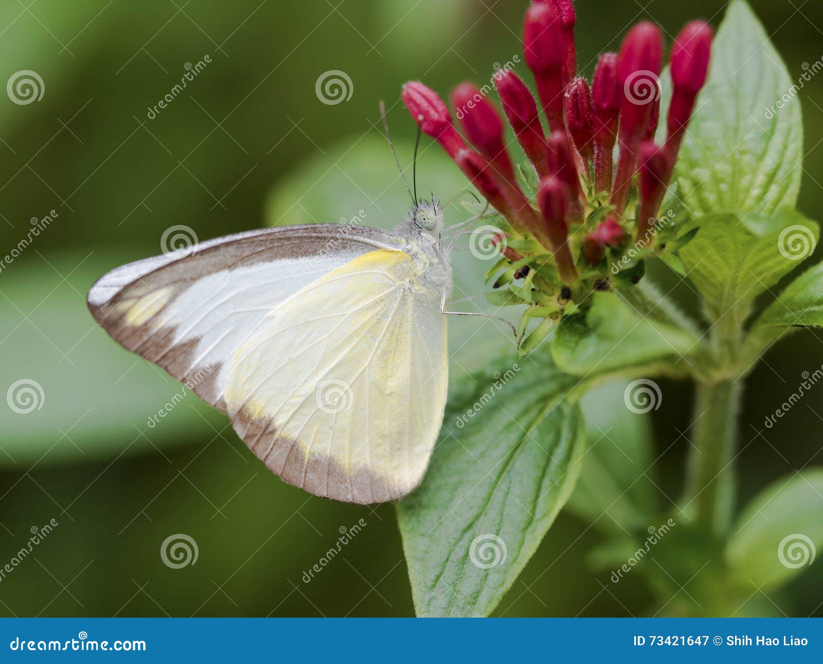 Piccola Farfalla Bianca, Pieris Rapae Immagine Stock - Immagine di ...