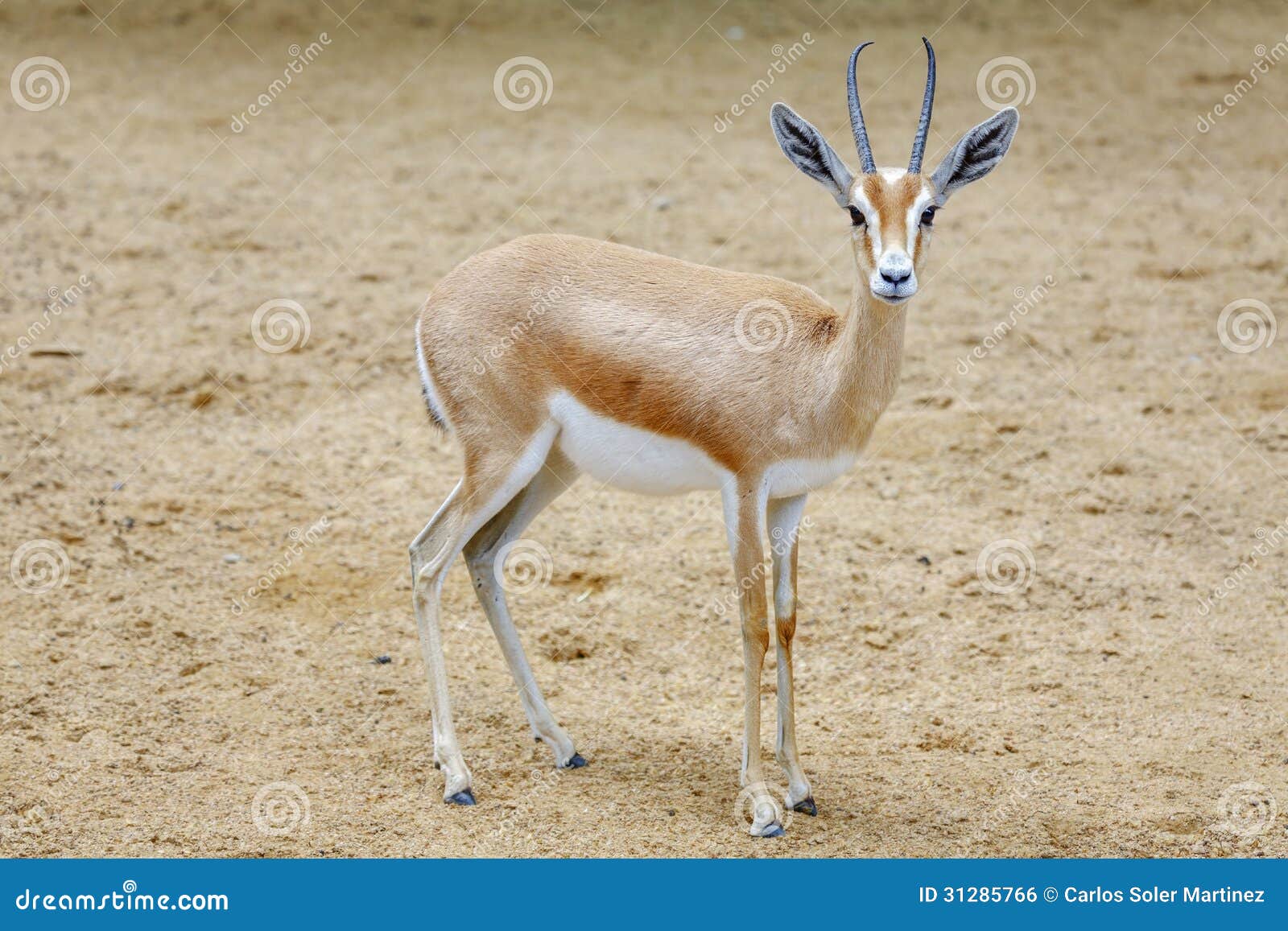 Piccola gazzella fotografia stock. Immagine di bello - 31285766