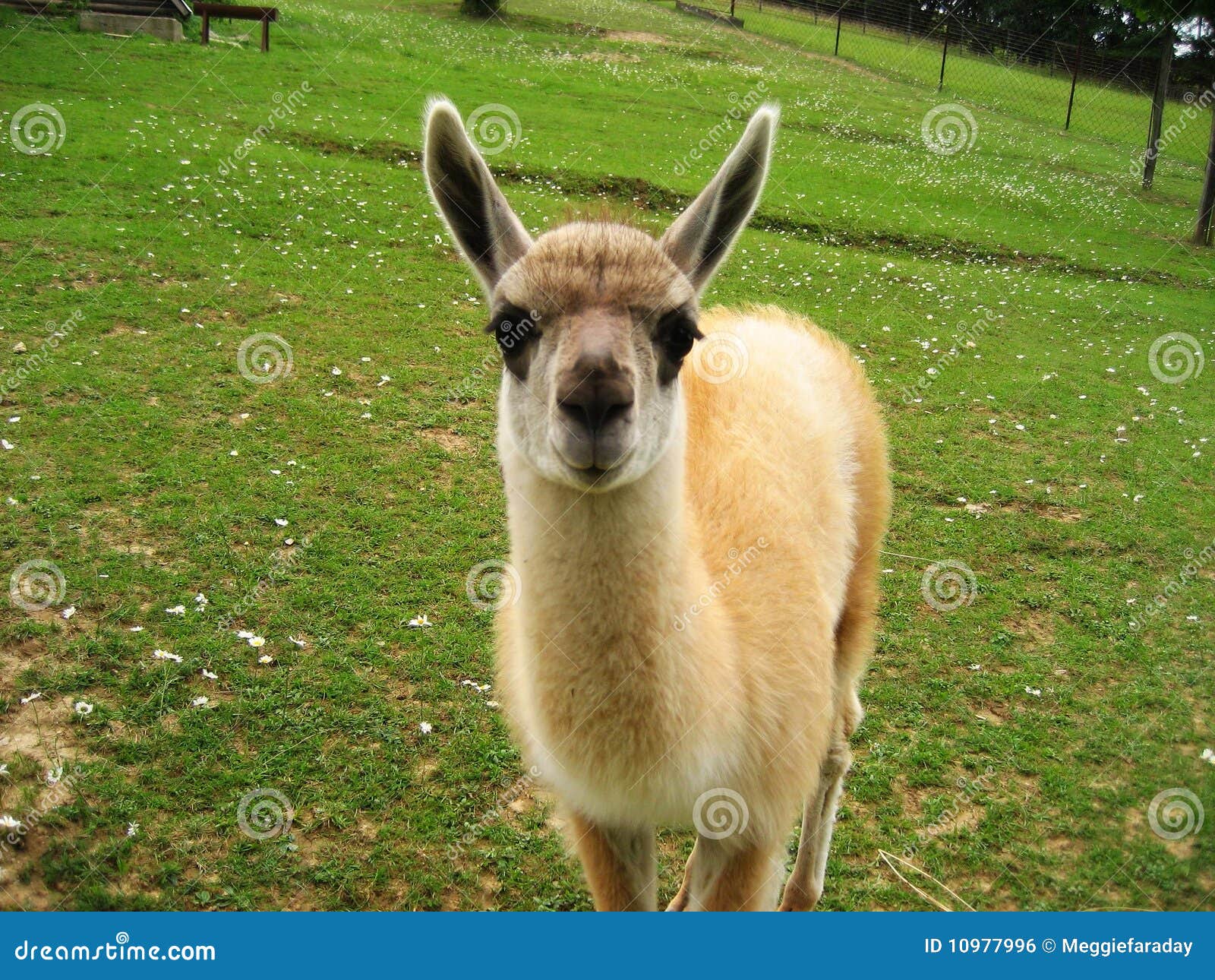 Piccola lama fotografia stock. Immagine di ecologia, alpaga - 10977996