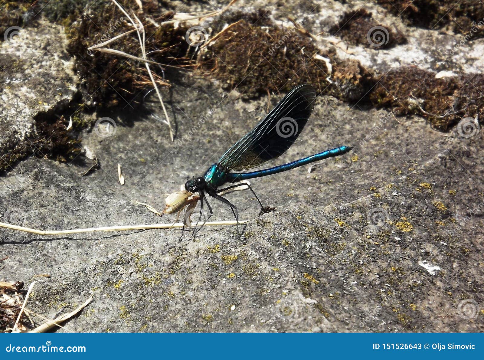 Piccola Libellula Blu Con Le Ali Immagine Stock - Immagine di pianta ...