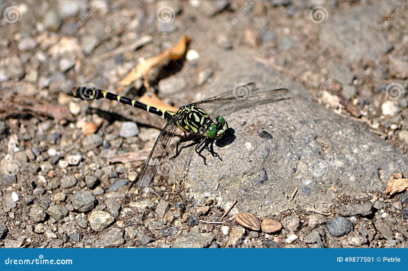 Piccola libellula colorata immagine stock. Immagine di insetto - 49877501