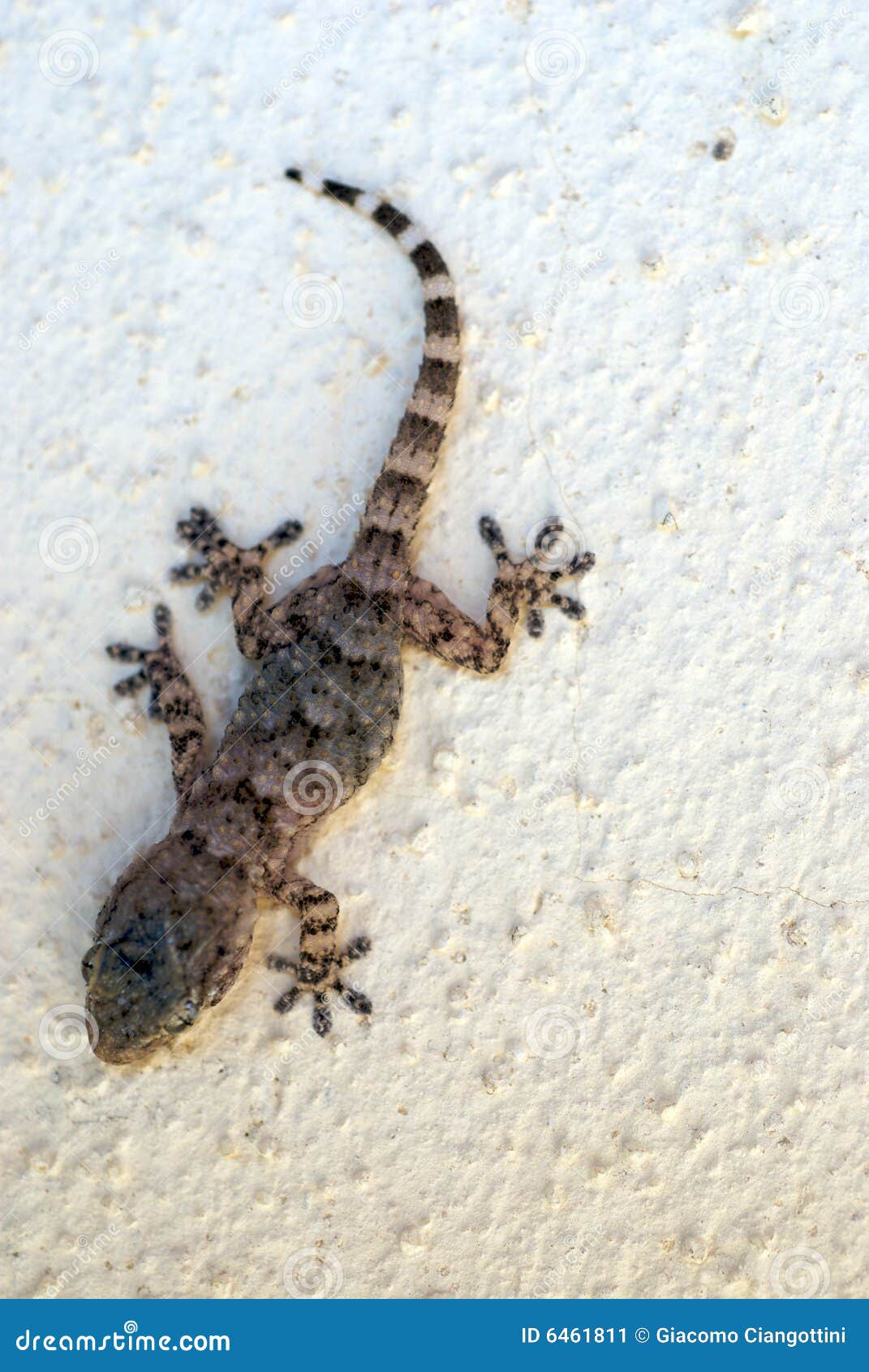 Piccola Lucertola Rampicante Immagine Stock - Immagine di verticale ...