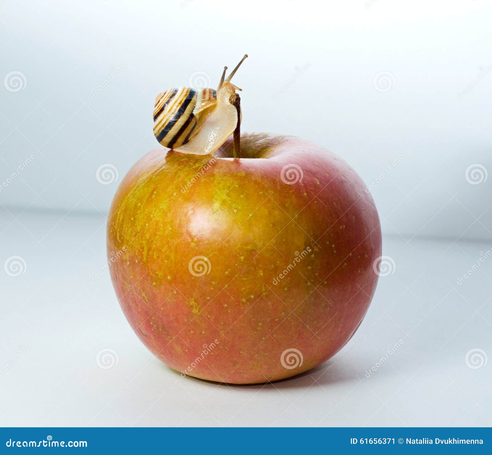 Piccola Lumaca Su Una Mela Rossa Immagine Stock - Immagine di lumaca ...