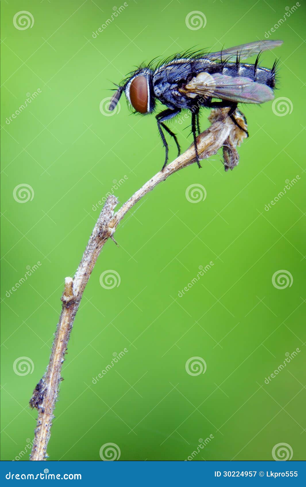 Piccola mosca nera immagine stock. Immagine di bianco - 30224957