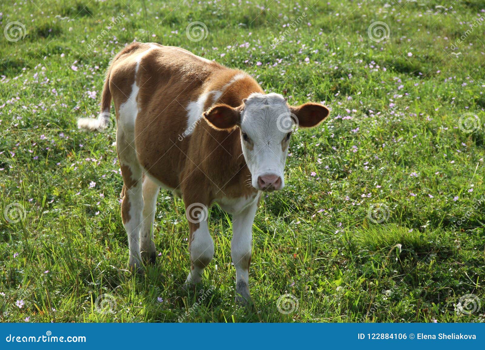 Piccola Mucca Sveglia Su Un Verde Fotografia Stock - Immagine di ...