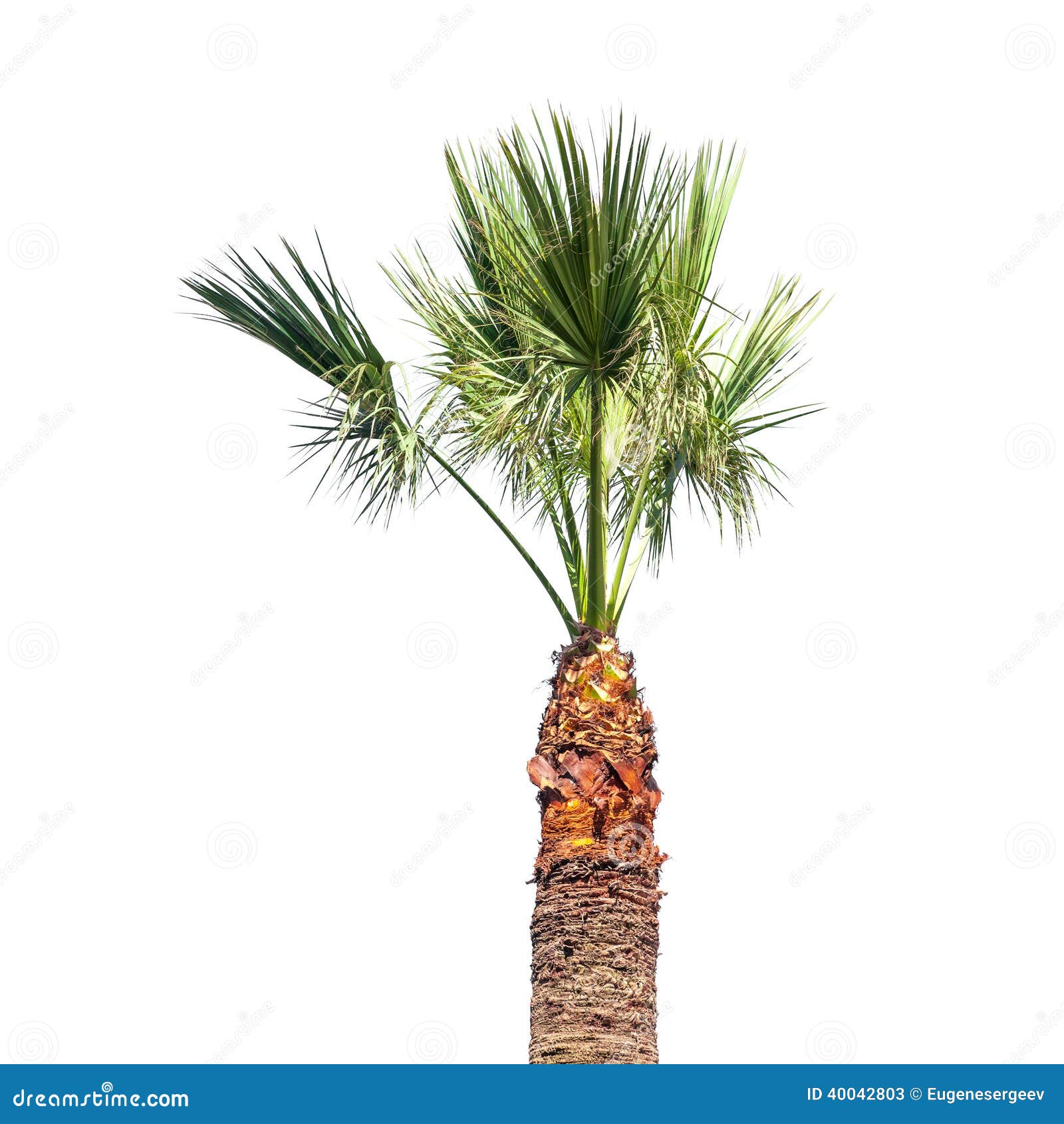 Piccola Palma Isolata Su Bianco Immagine Stock - Immagine di flora ...