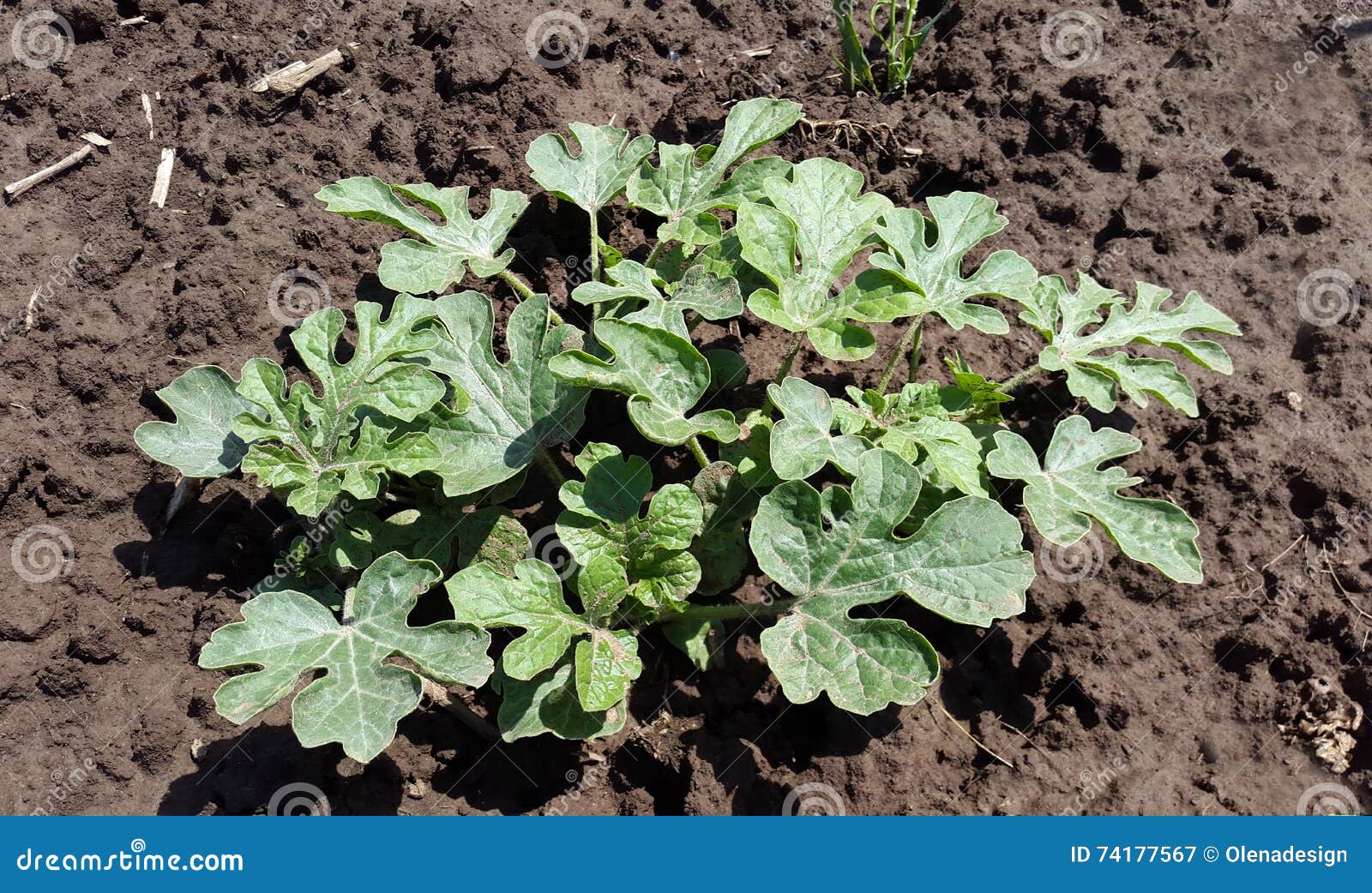 Piccola Pianta Dell'anguria in Giardino Immagine Stock - Immagine di ...