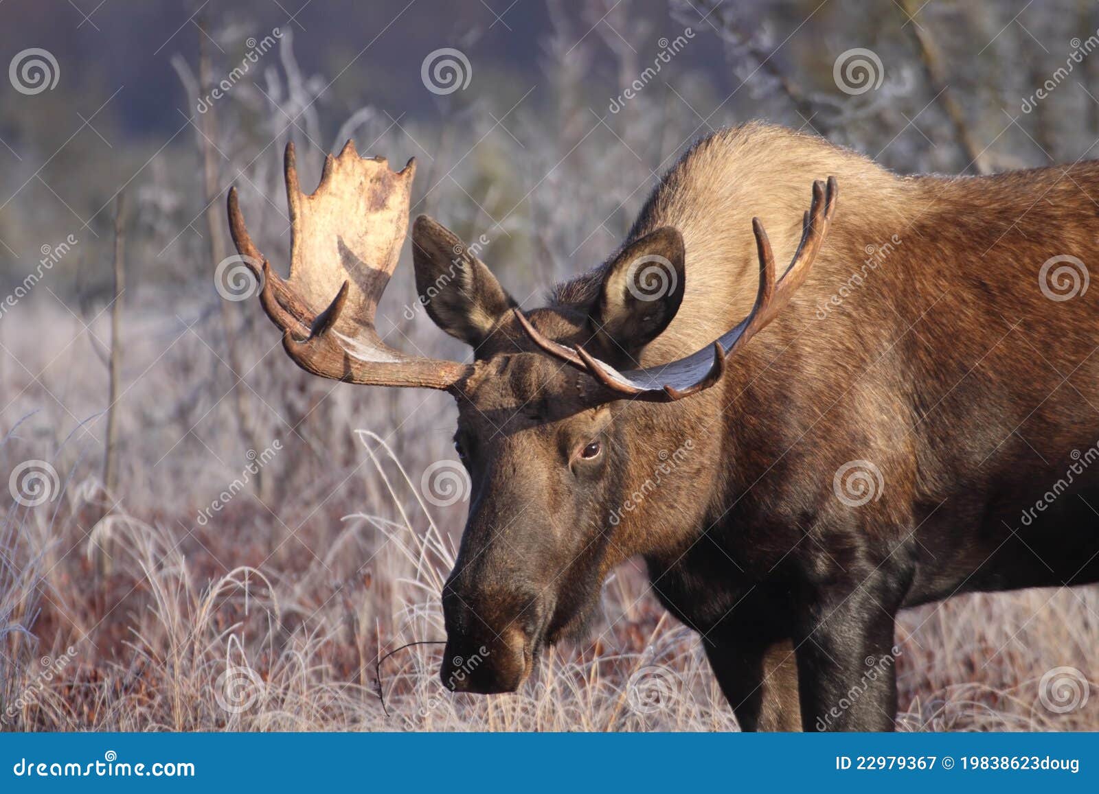 Piccole Alci Dell'Alaska Bull Immagine Stock - Immagine di corna, alci ...