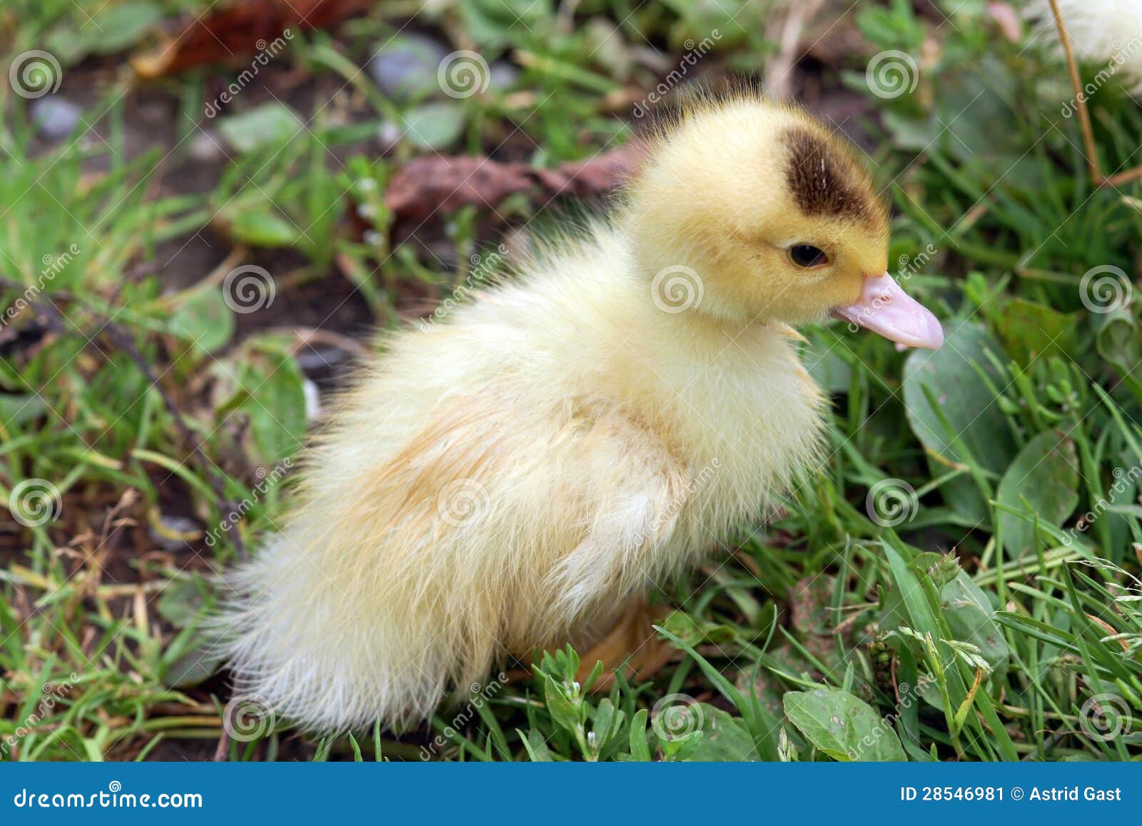 Piccole papere dolci immagine stock. Immagine di uccello - 28546981