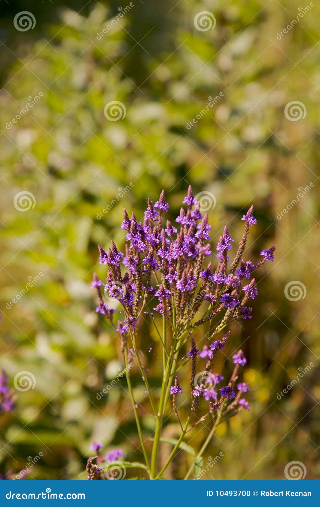 Piccoli Fiori Viola Selvaggi Fotografia Stock - Immagine di campo, vita ...