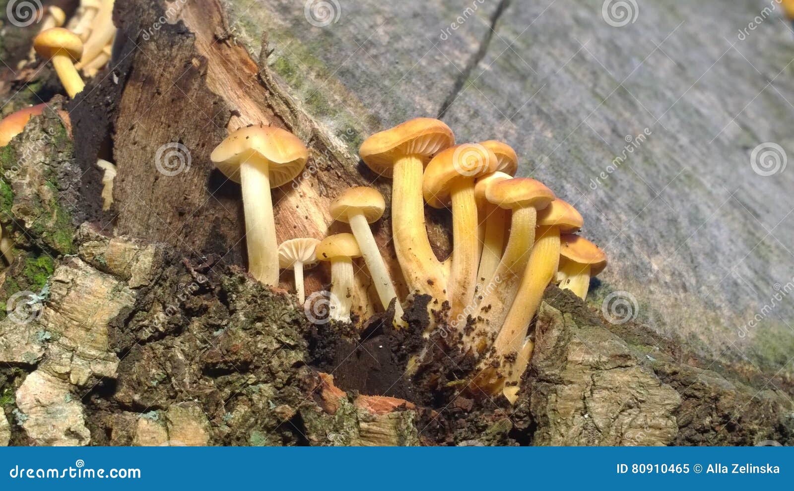 Piccoli Funghi Su Un Ceppo Nei Precedenti Della Foresta Immagine Stock ...