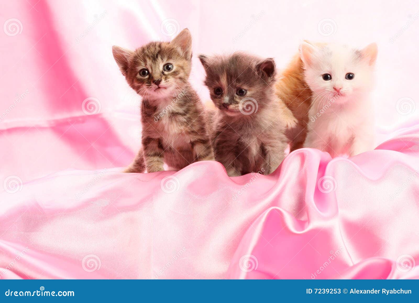 Piccoli Gattini Sul Colore Rosa Immagine Stock - Immagine di sfondo ...